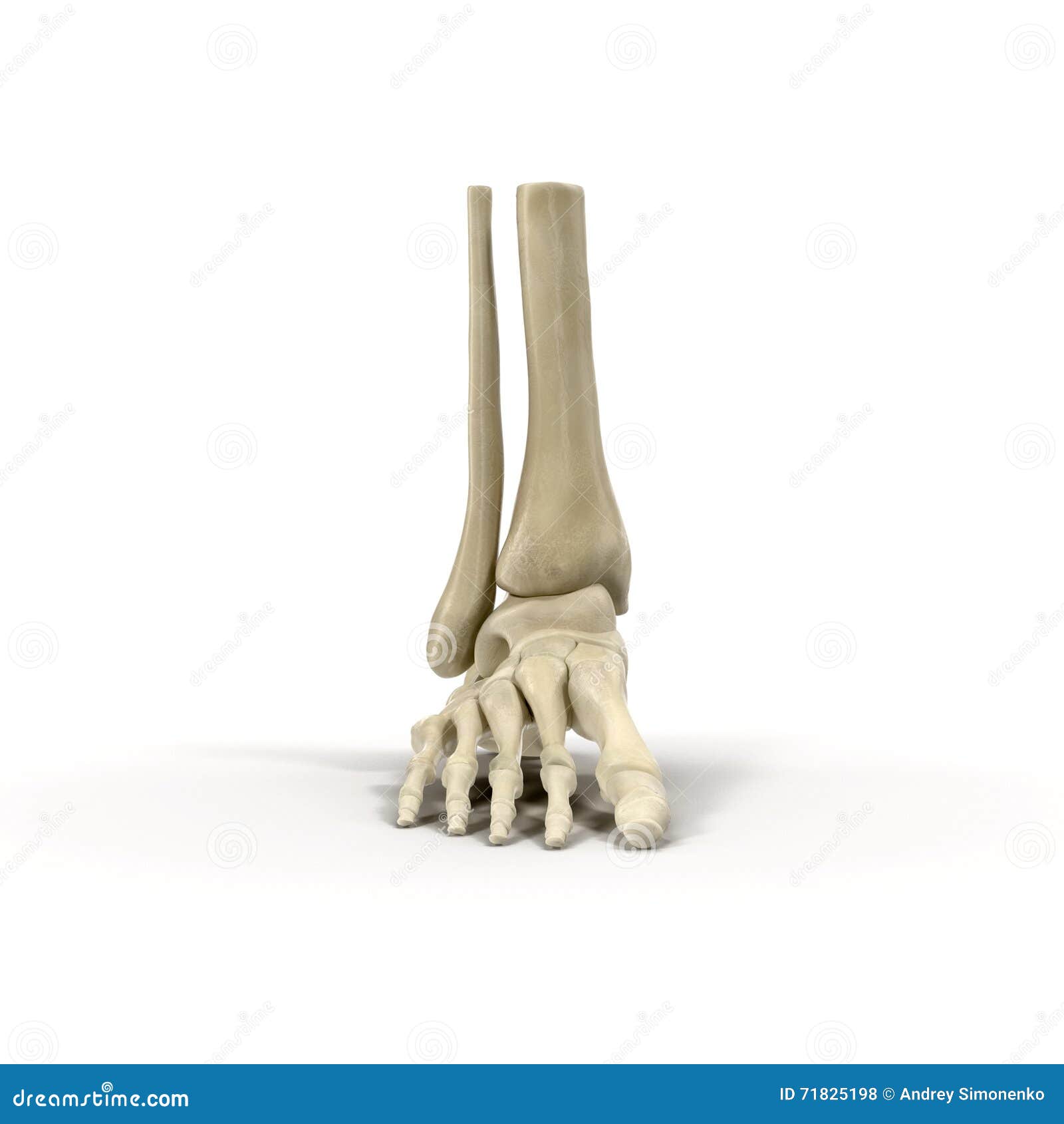 Skeleton Foot With Ligaments Side View Stock Photo | CartoonDealer.com ...