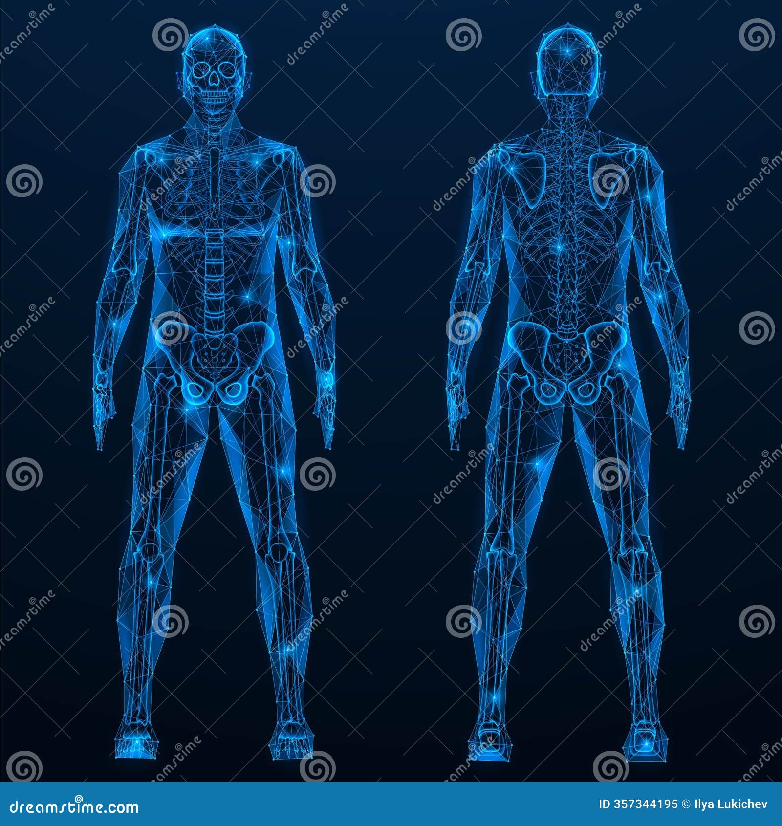 Skeleton Front View. Plastic Layout Of The Human Skeleton On Blue ...