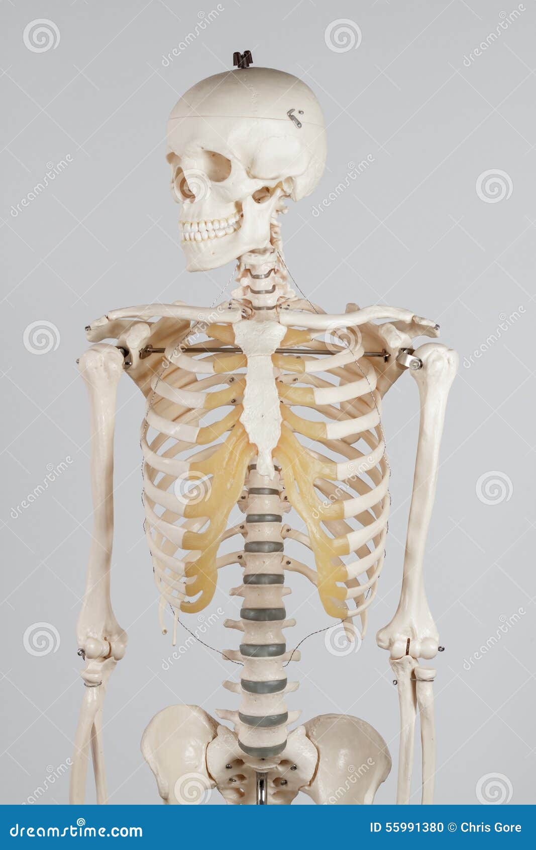 Human skeleton stock photo. Image of head, hips, skeleton - 55991380