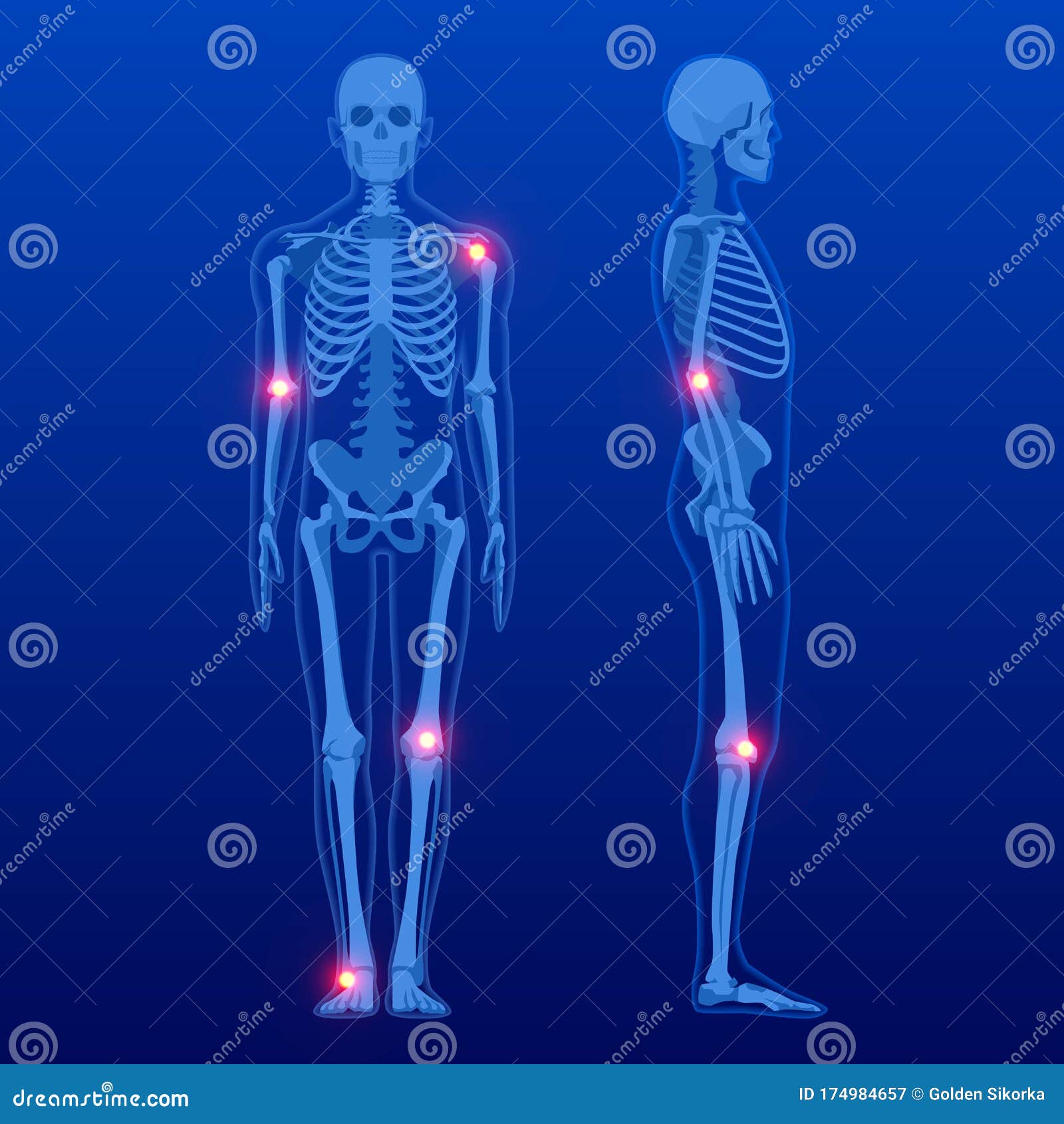Human Skeleton in Front and Profile. Human Skeleton Anatomy X-ray ...