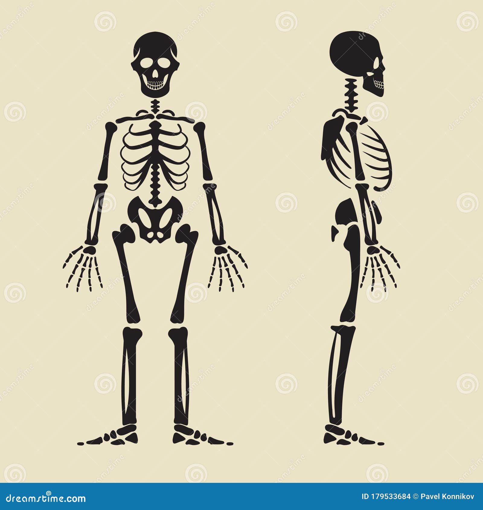 Human Skeleton in Front and Profile. Stock Vector - Illustration of ...