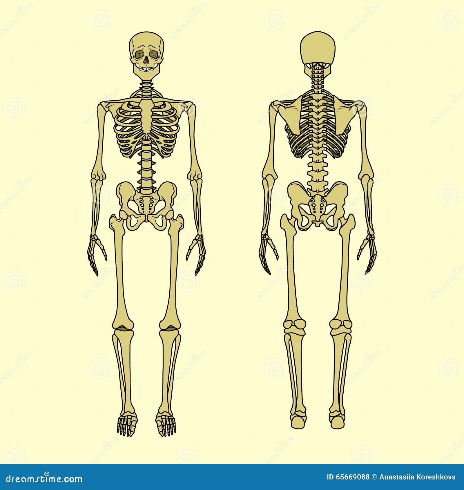 Human Skeleton, Front and Rear View. Stock Vector - Illustration of ... Human Skeleton, Front and Rear View. Stock Vector - Illustration of ...