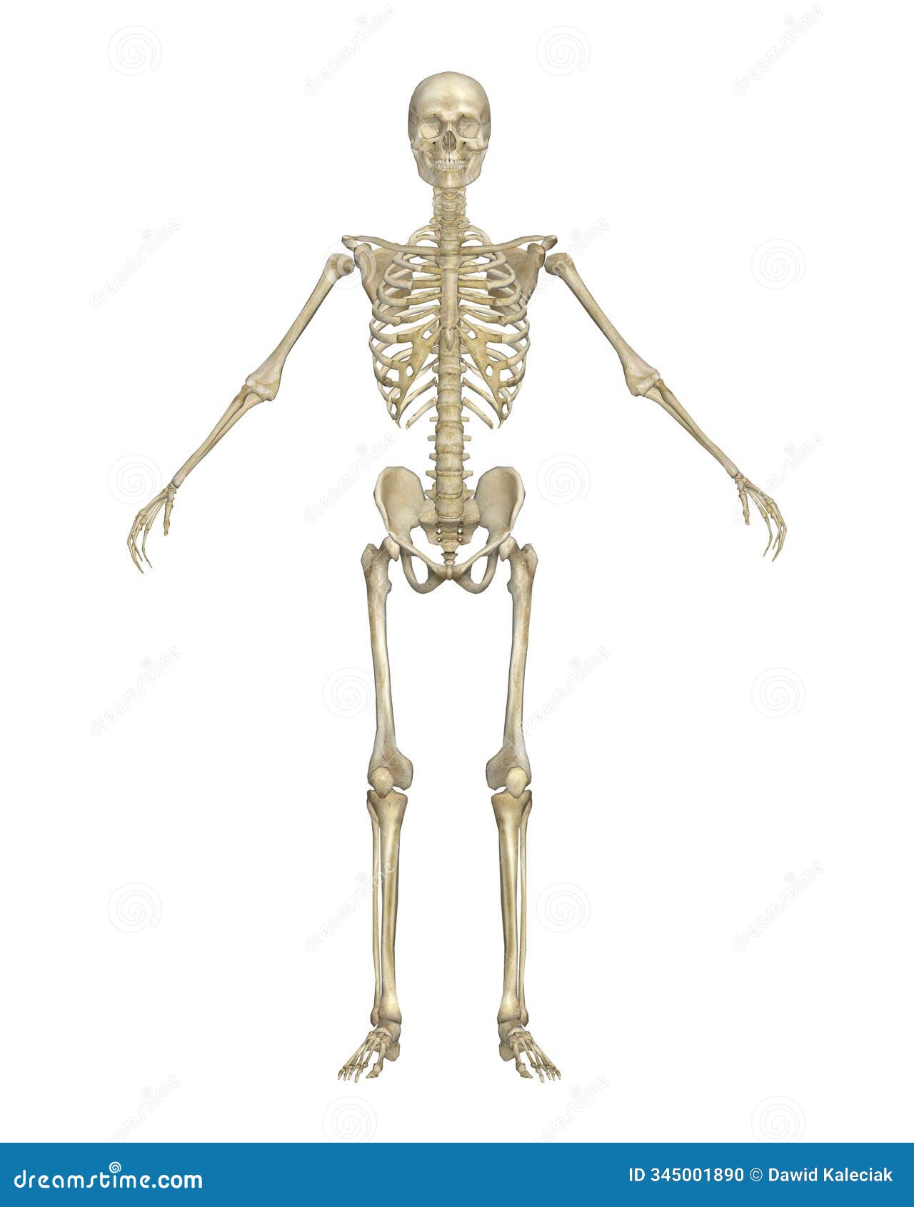 Human Skeleton Front View. Anatomical Model Isolated on White ...