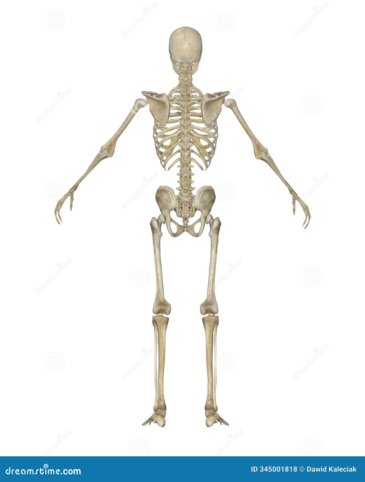 Human Skeleton Front View. Anatomical Model Isolated on White ...