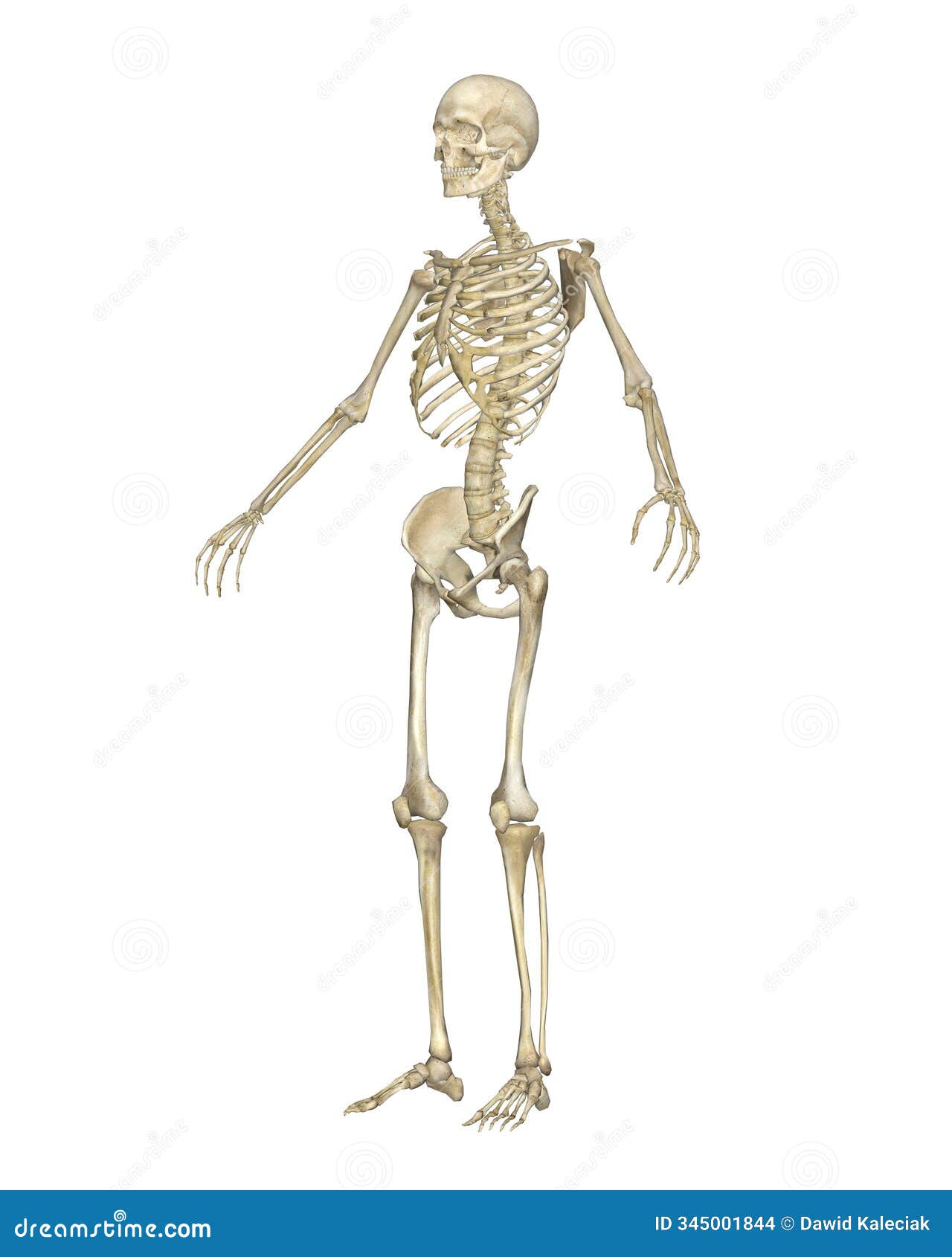 Human Skeleton Front View. Anatomical Model Isolated on White ...