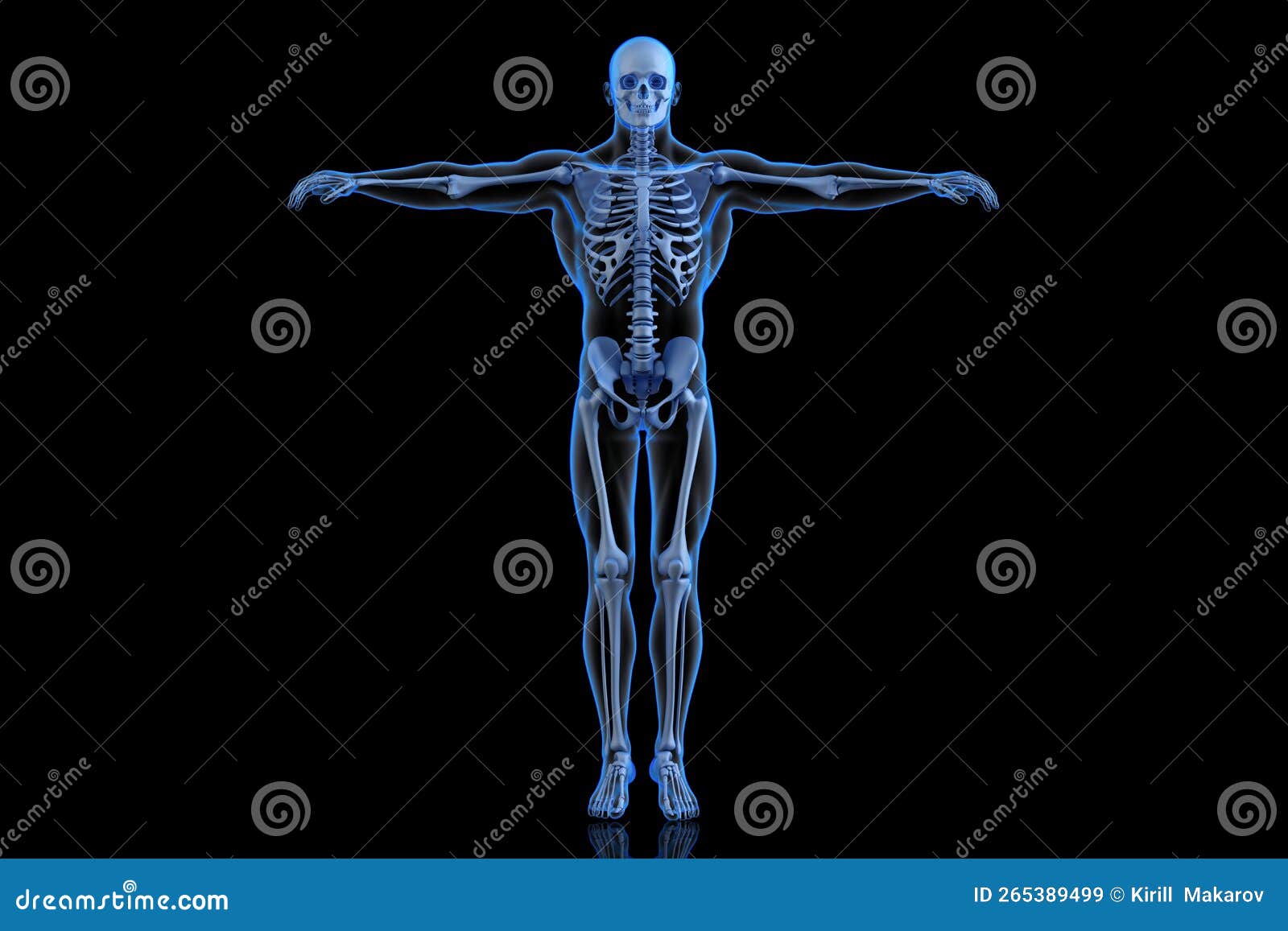 Human Skeleton. Front view stock illustration. Illustration of bone ...