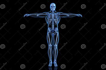 Human Skeleton. Front view stock illustration. Illustration of bone ...