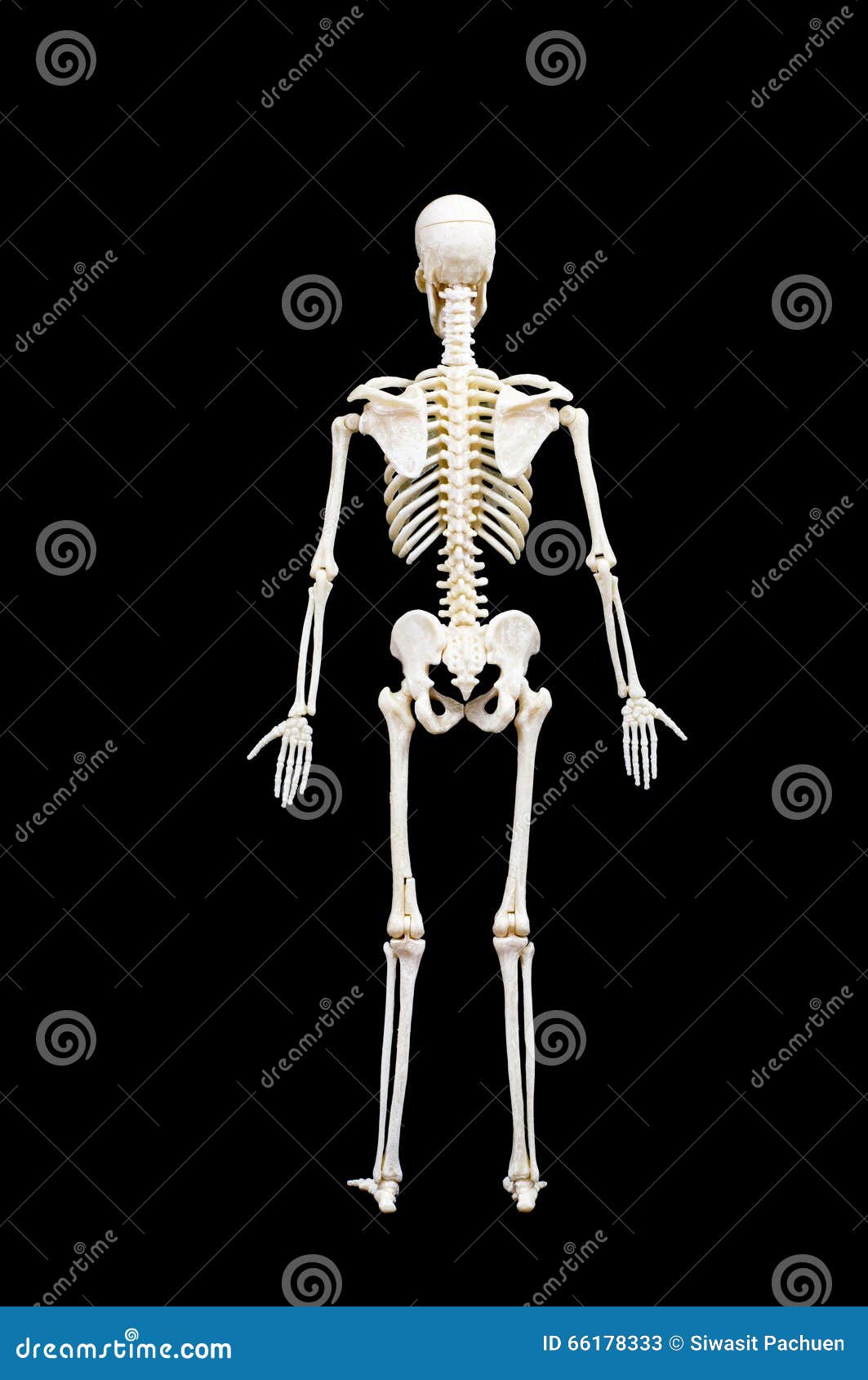Human Skeleton (3D Xray Blue Transparent) Stock Photo | CartoonDealer ...