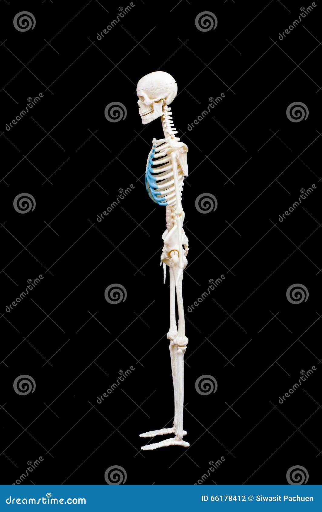 Full Human Skeleton Side View Stock Photos - Free & Royalty-Free Stock ...