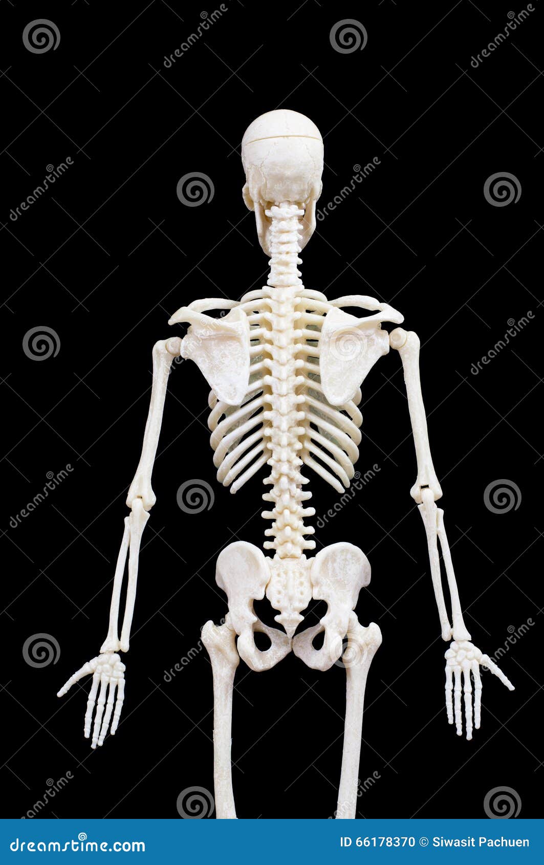 Human skeleton stock photo. Image of view, back, left - 66178370
