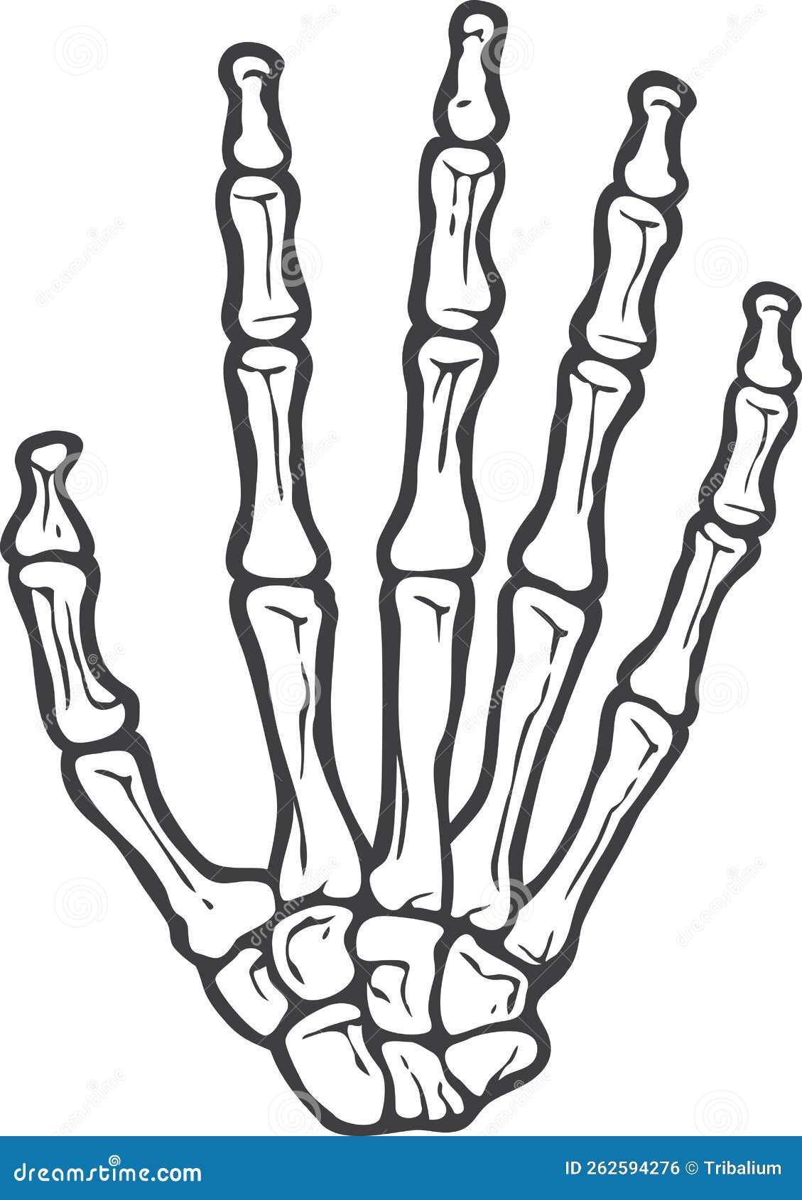 Human Skeleton Hand Bones Vector Stock Illustration - Illustration of ...