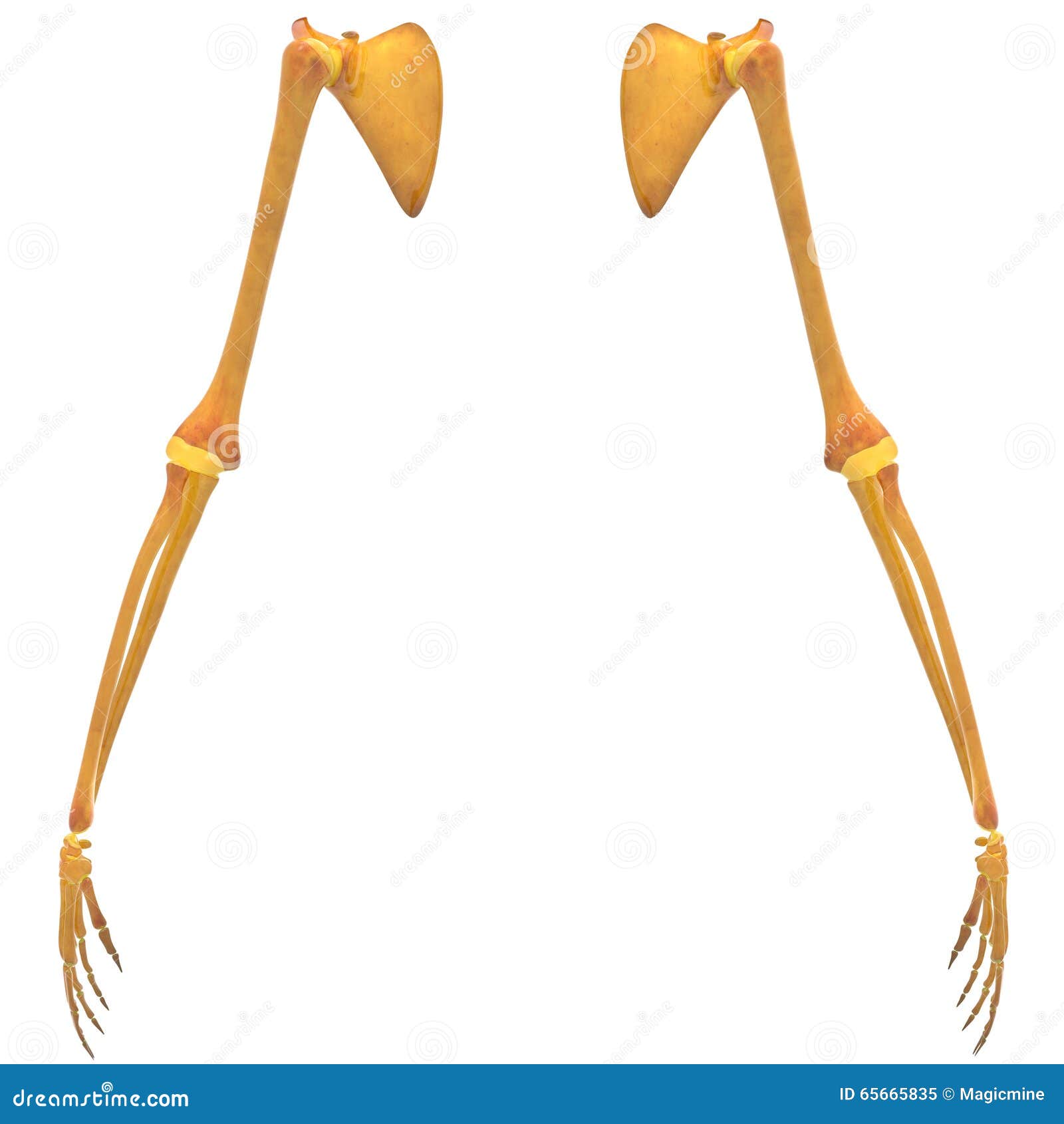 Human Skeleton Hand Joints stock illustration. Illustration of isolated ...