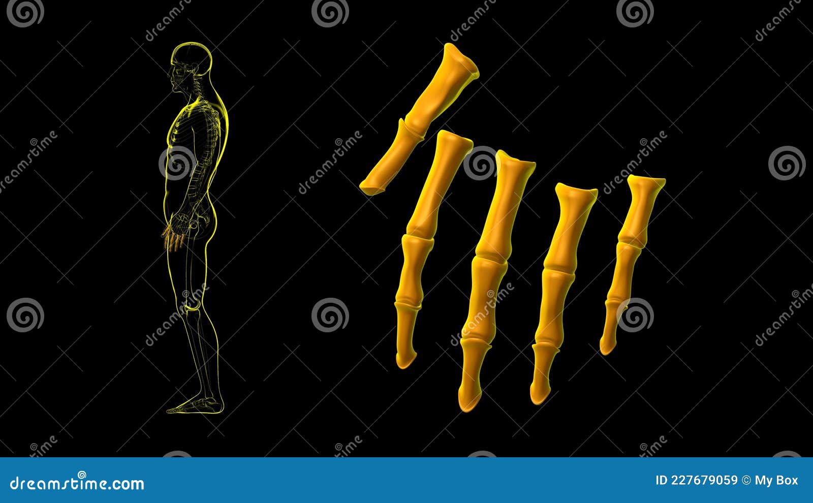 Human Skeleton Hand Phalanges Bone Anatomy for Medical Concept Stock ...