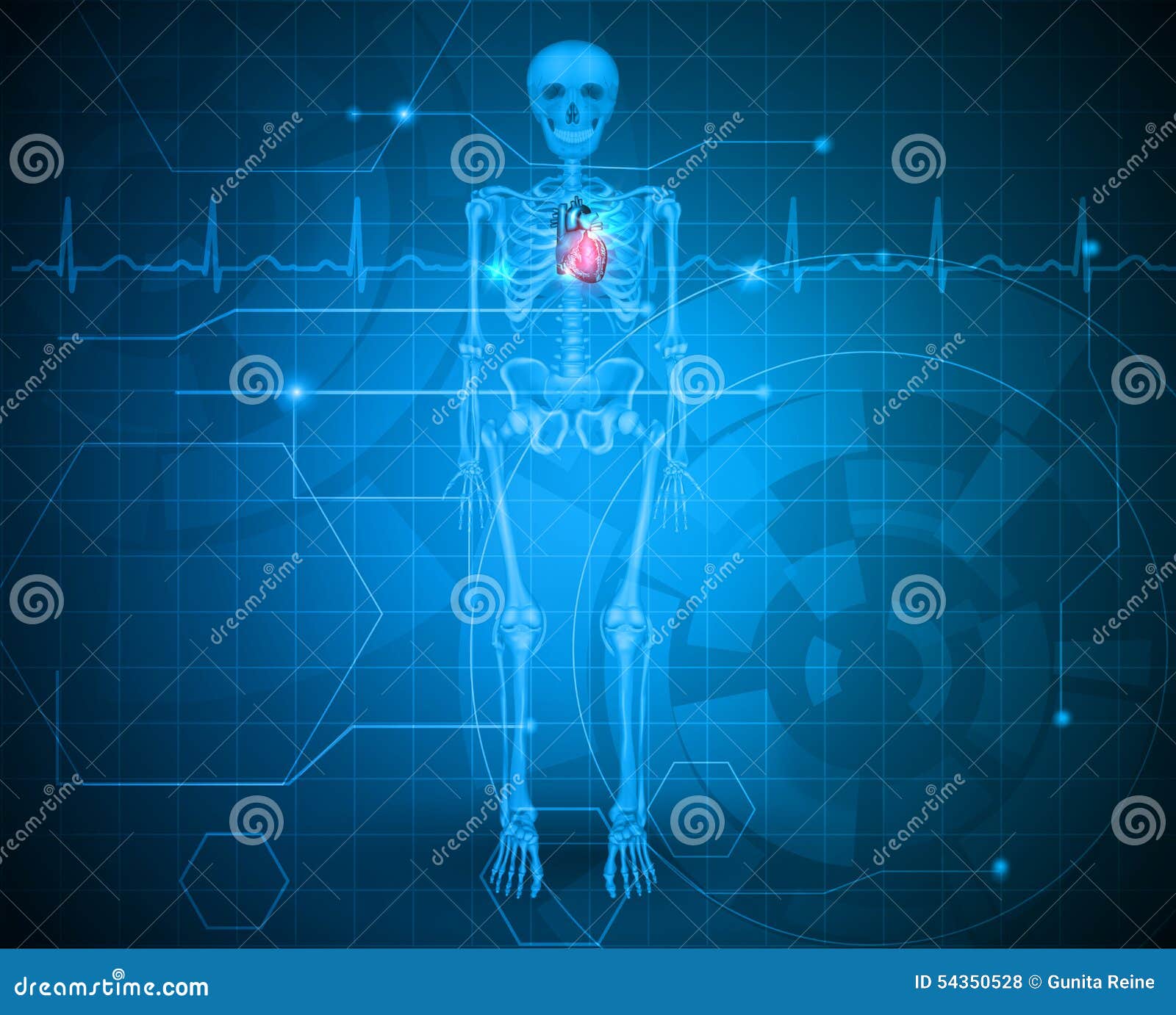 Human skeleton with heart stock vector. Illustration of body - 54350528