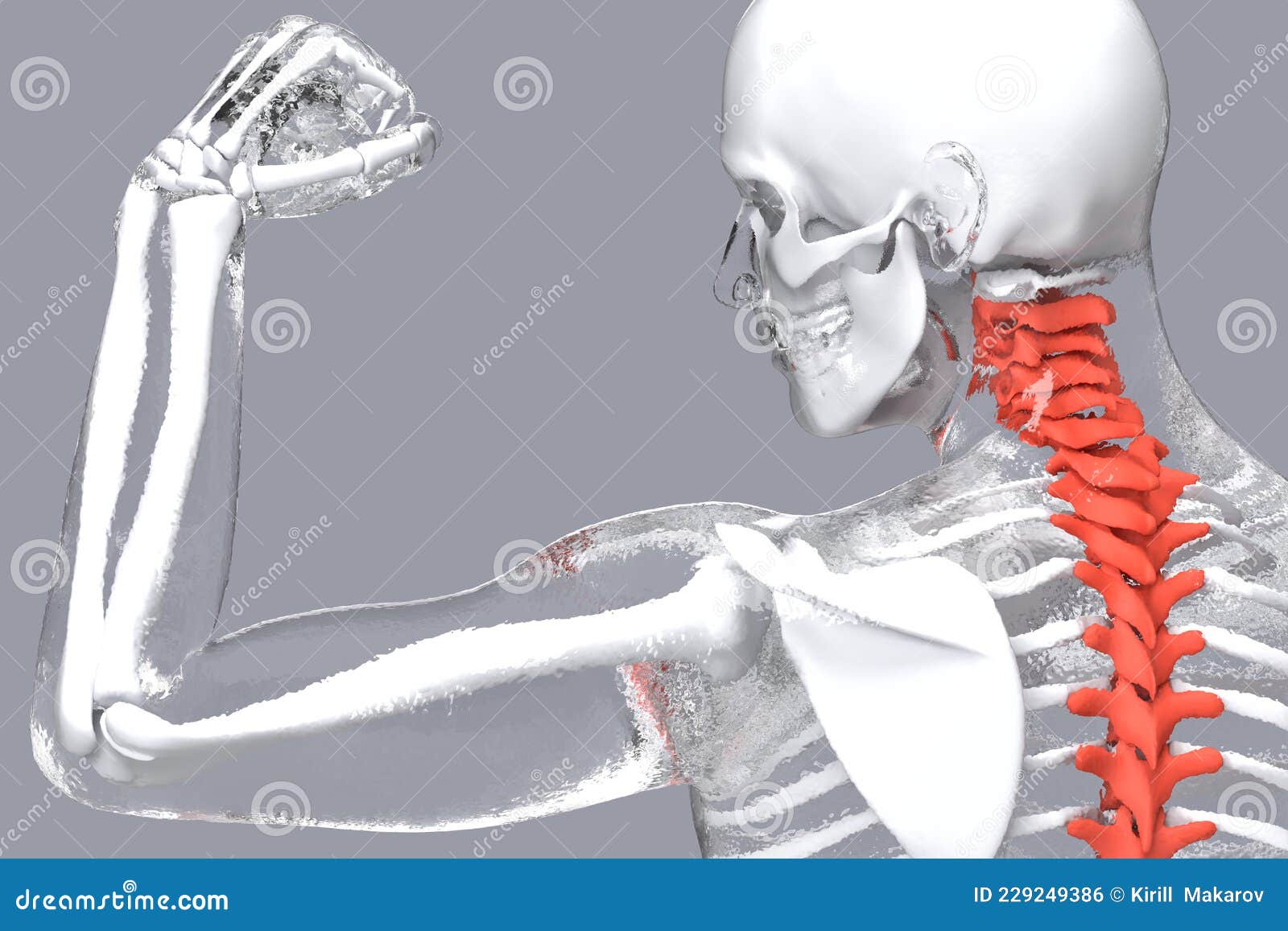 Human Skeleton with Highlighted Spine. 3D Illustration Stock ...