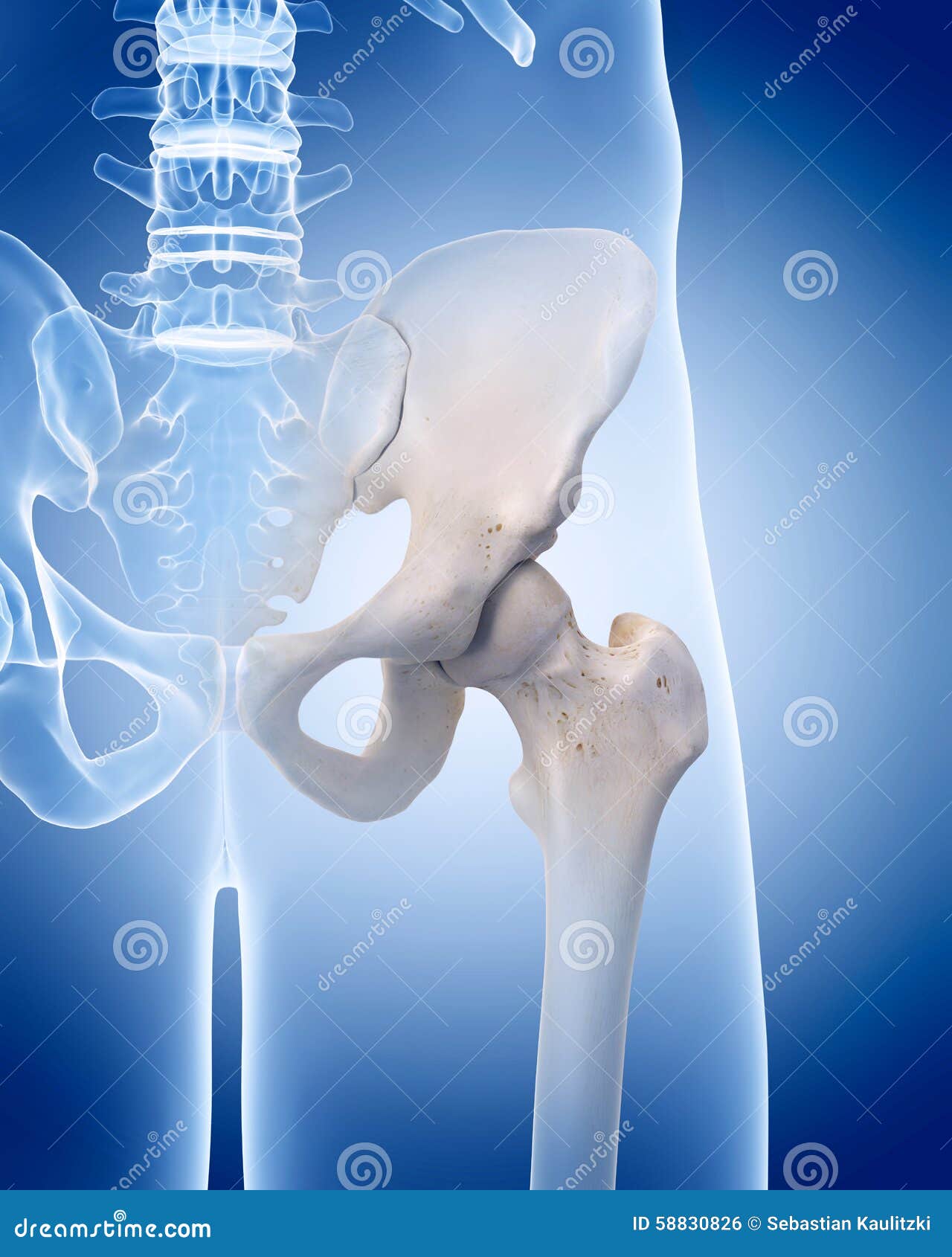 The Human Skeleton - the Hip Stock Illustration - Illustration of ...