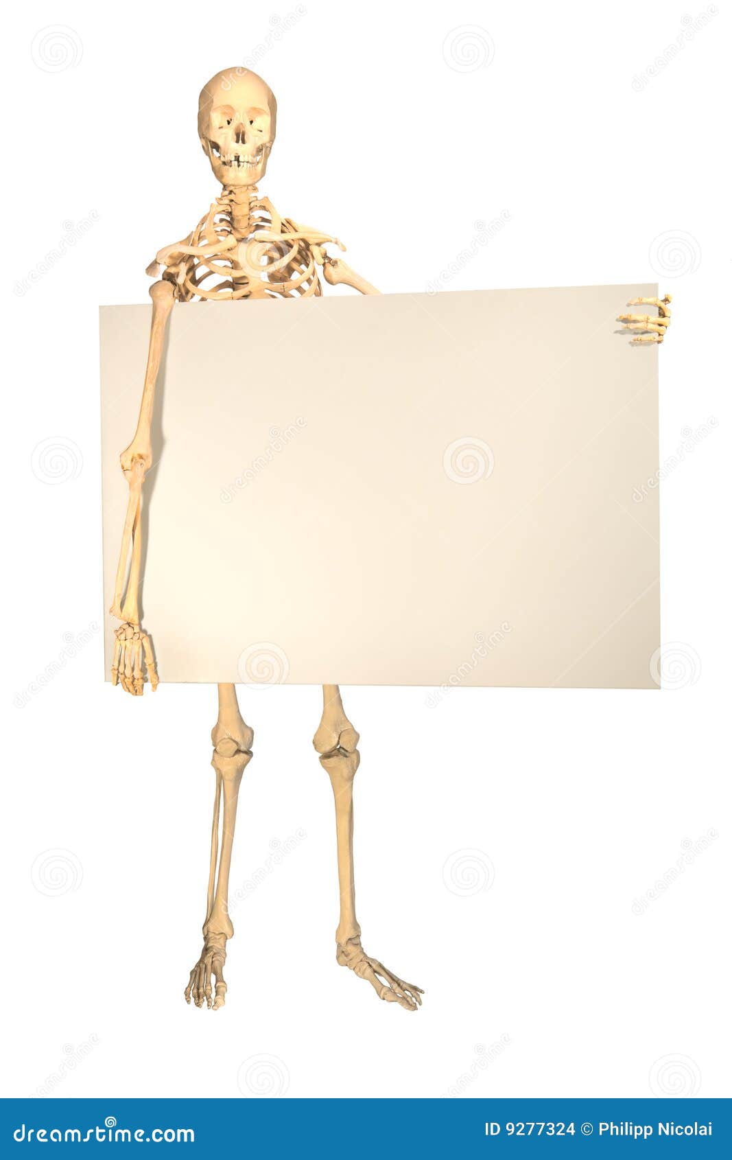 Human Skeleton Holding Sign Stock Photo - Image of evanescence ...