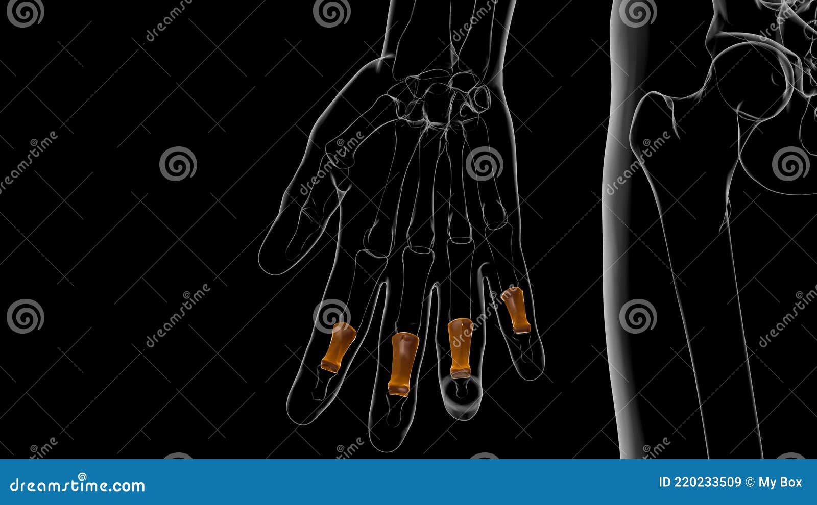 Human Skeleton Intermediate Phalanges Anatomy 3D Stock Illustration ...