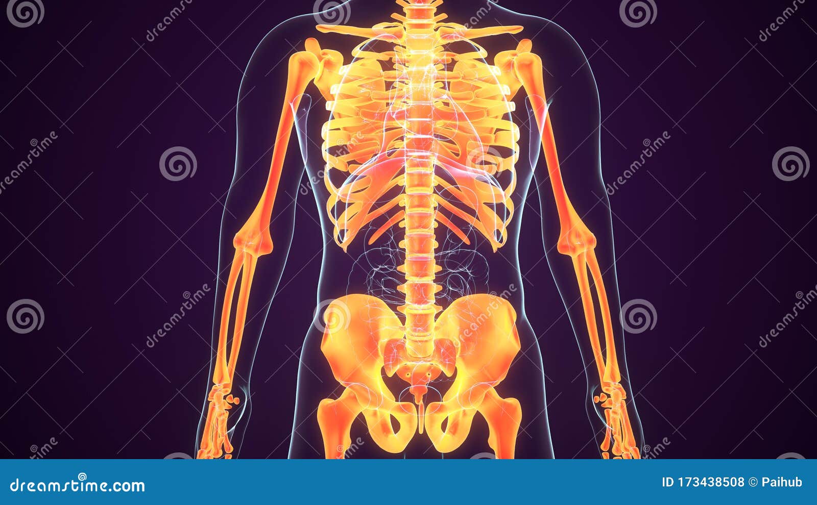 3d Illustration of Human Body Skeleton Anatomy Stock Illustration ...