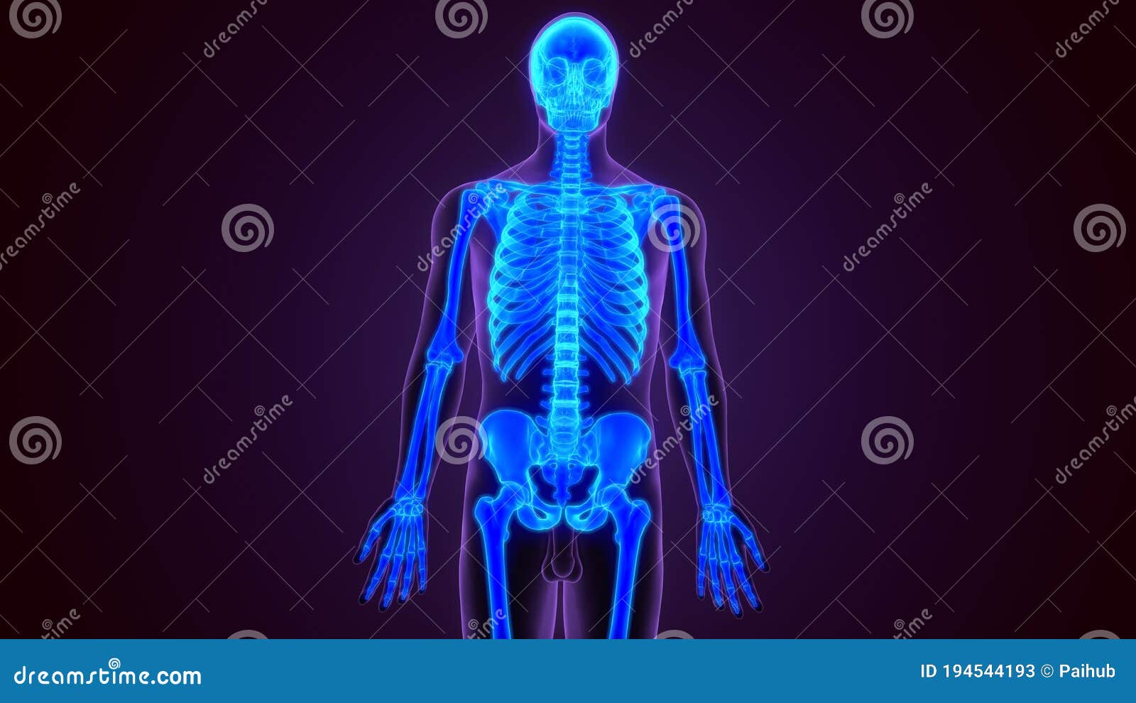 3D Illustration Human Skeleton Anatomy for Medical Concept Skeleton ...