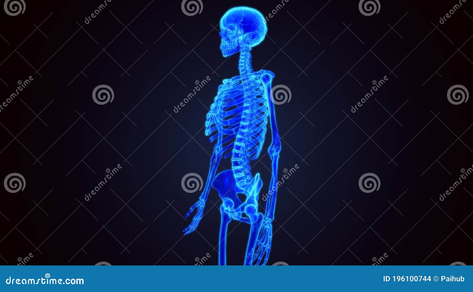 3d Render of Human Body Skeleton Anatomy Stock Illustration ...