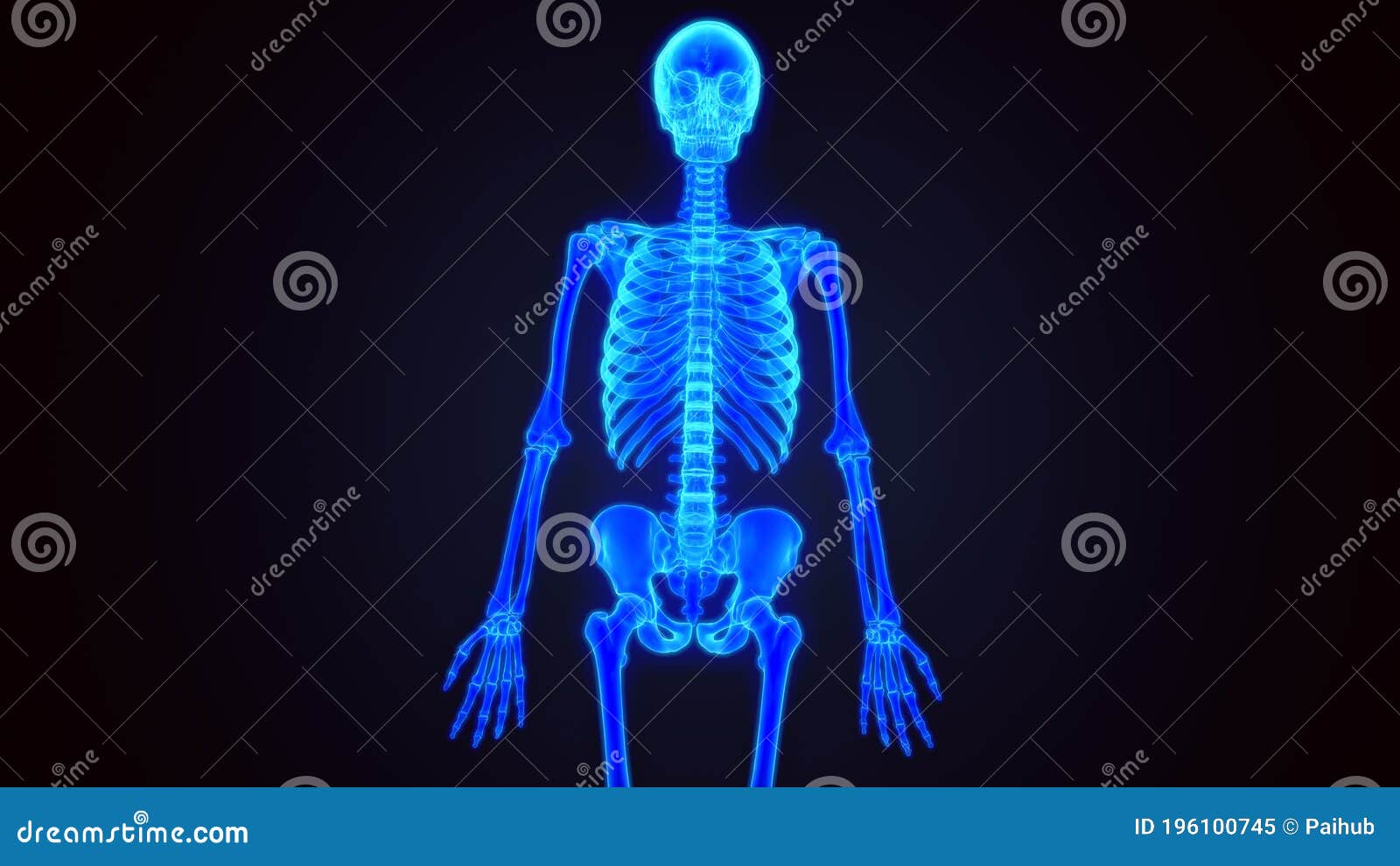 3d Render of Human Body Skeleton Anatomy Stock Illustration ...