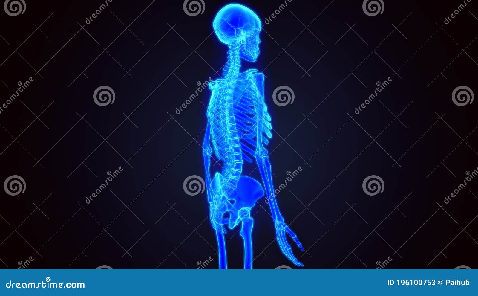 3d Render of Human Body Skeleton Anatomy Stock Illustration ...