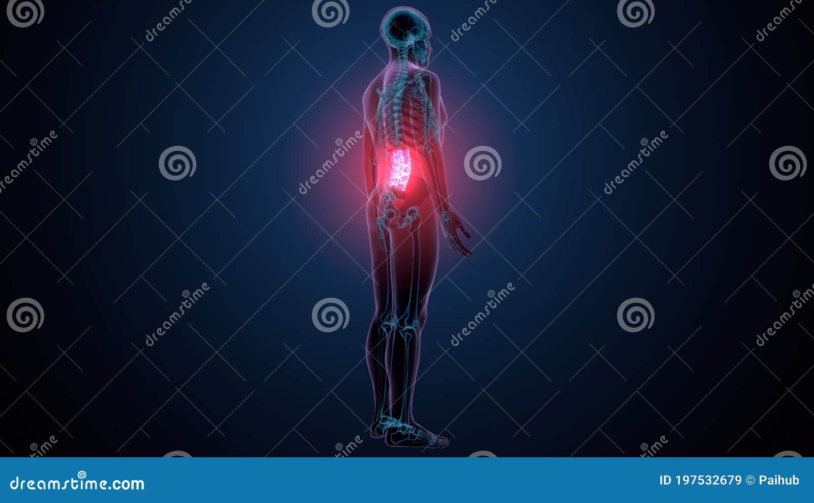 3d Illustration of Human Skeleton Body Parts. Stock Illustration ...