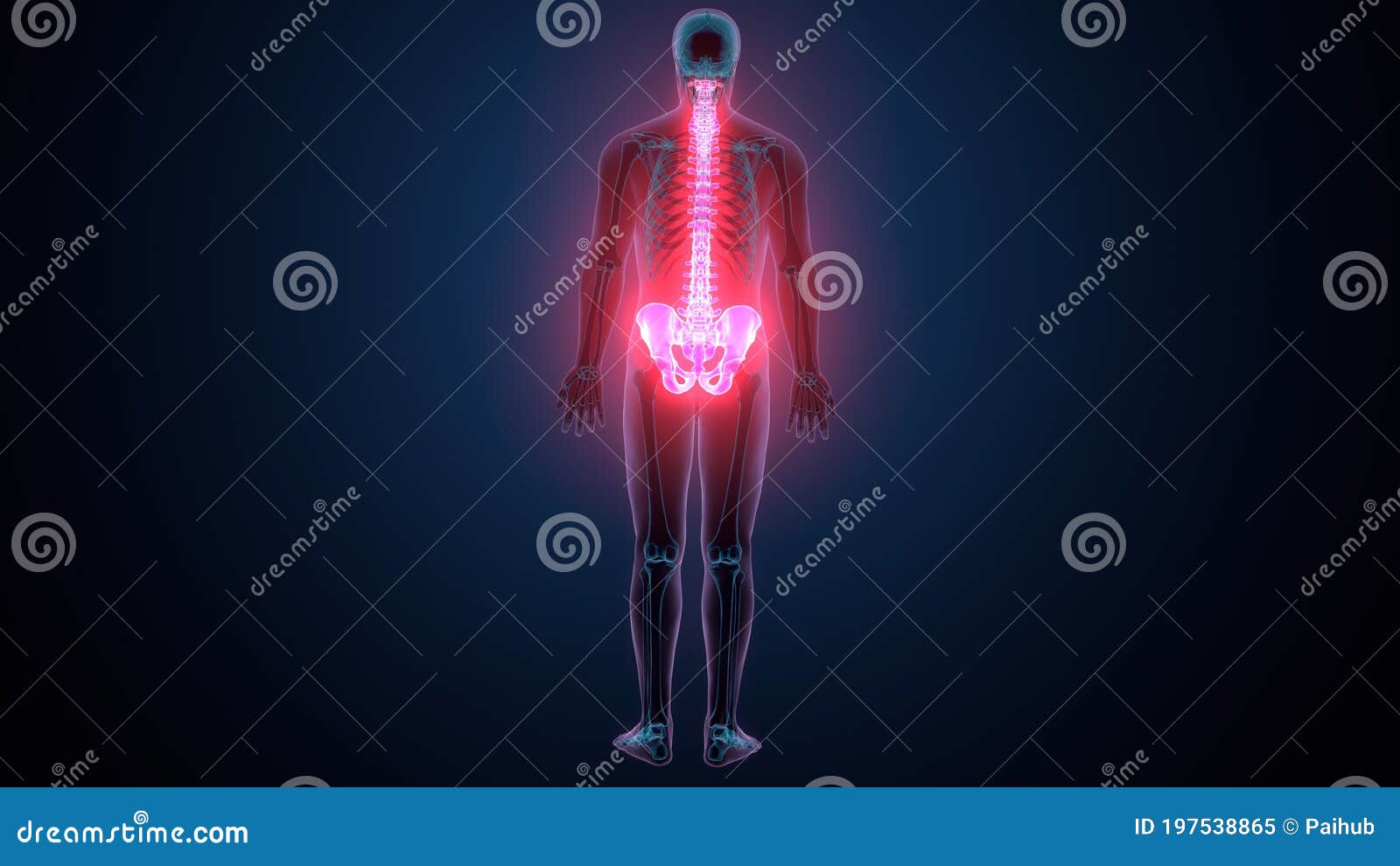 3d Illustration of Human Skeleton Body Parts. Stock Illustration ...