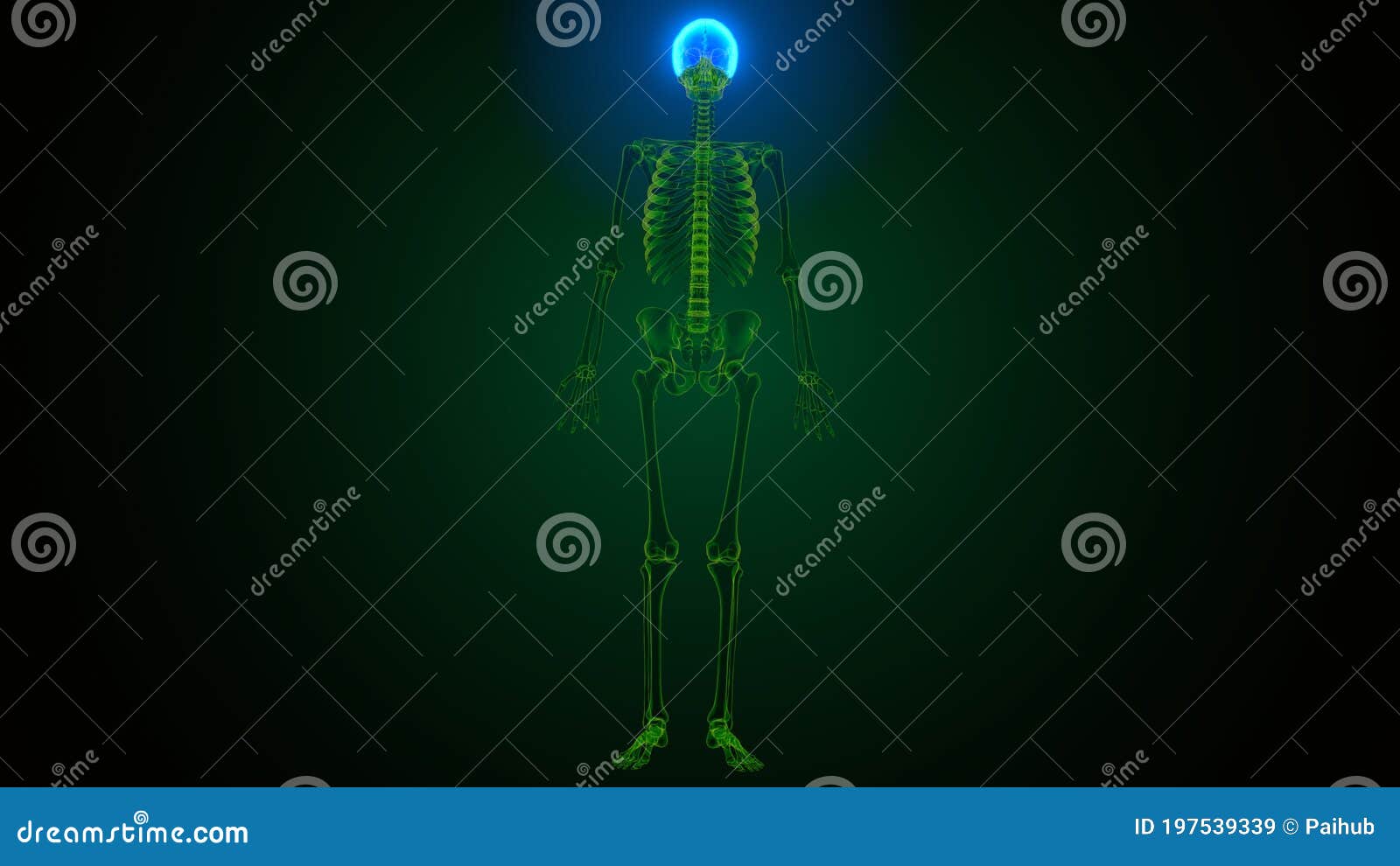 3d Illustration of Human Skeleton Body Parts. Stock Illustration ...