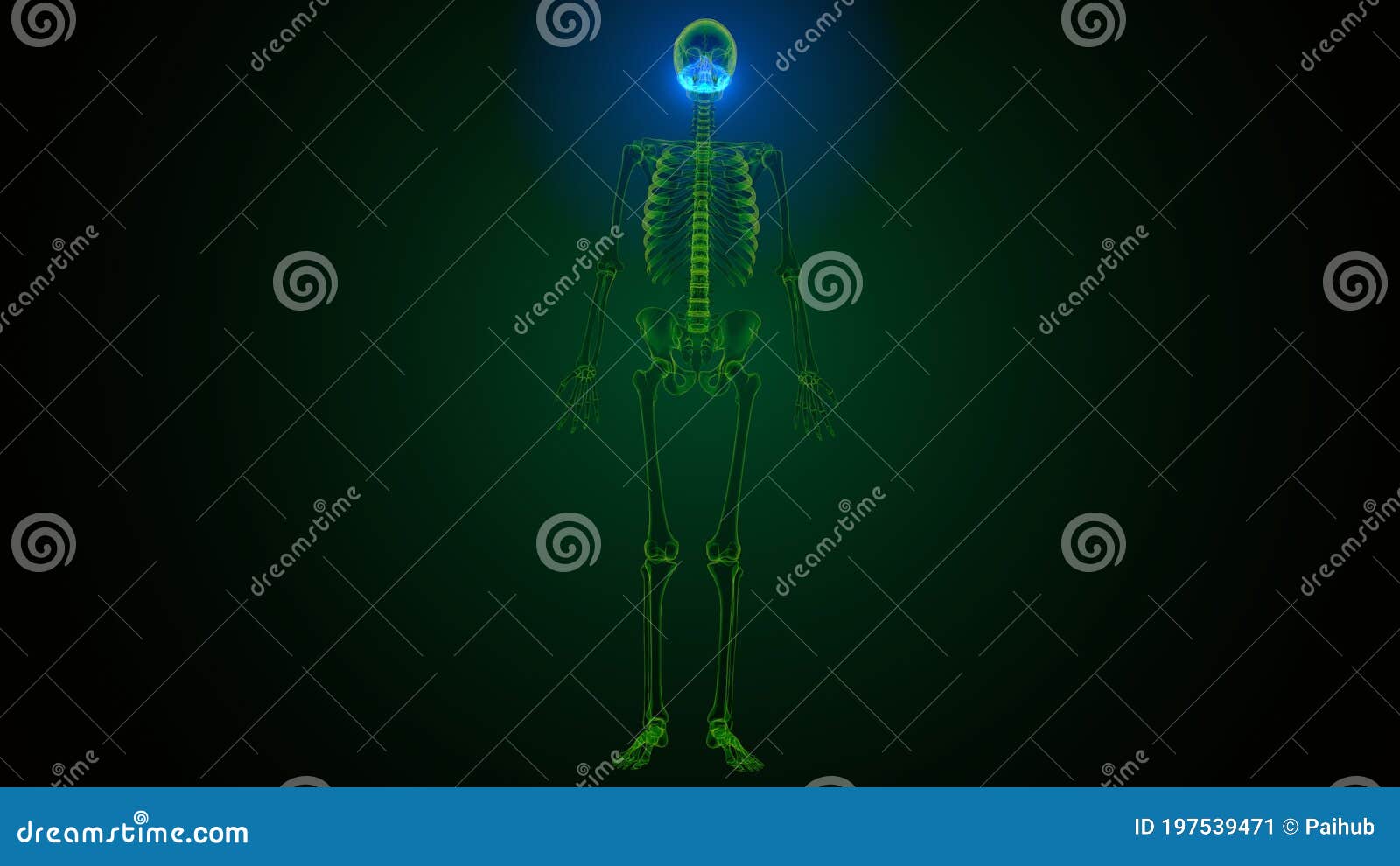 3d Illustration of Human Skeleton Body Parts. Stock Illustration ...