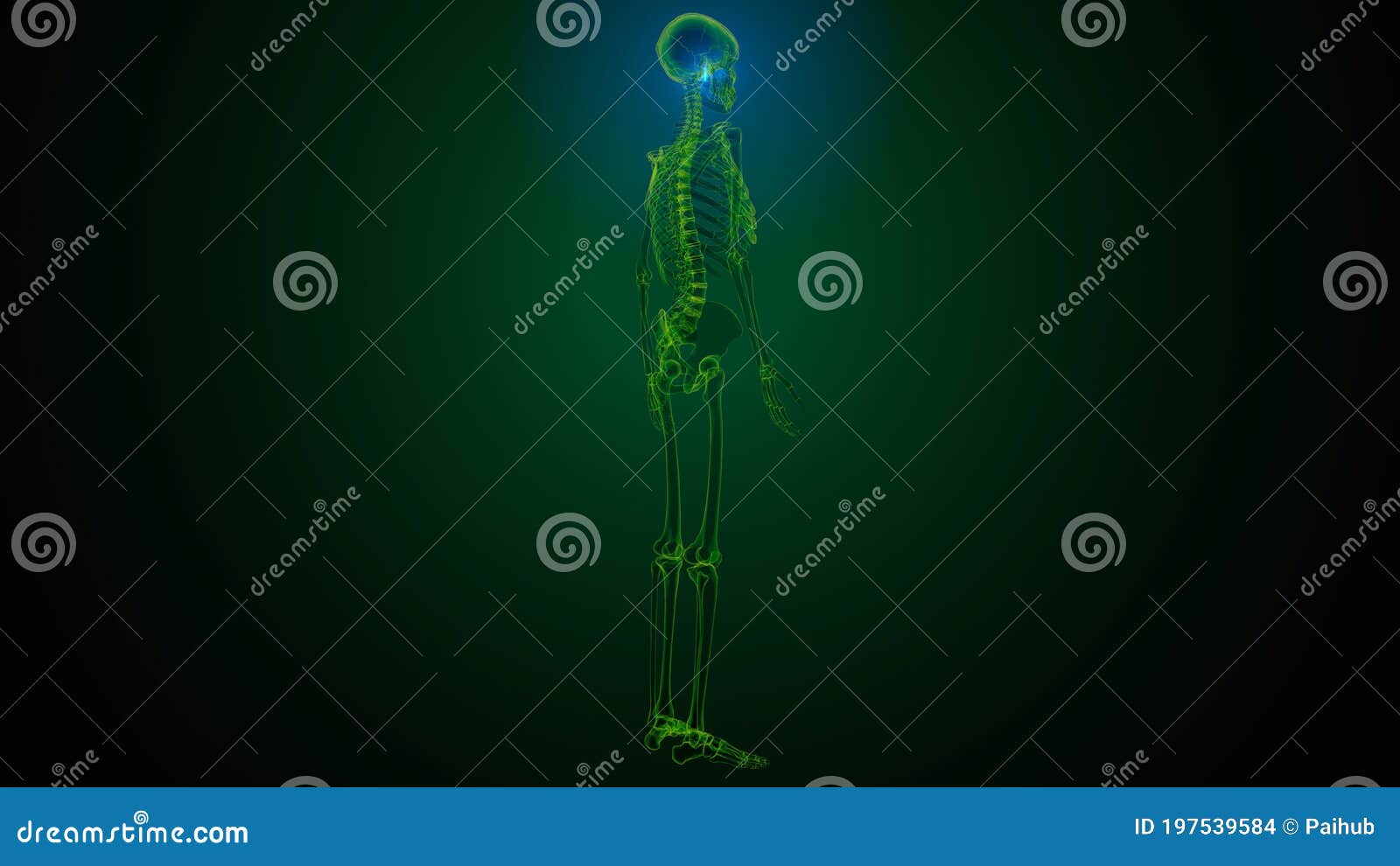 3d Illustration of Human Skeleton Body Parts. Stock Illustration ...