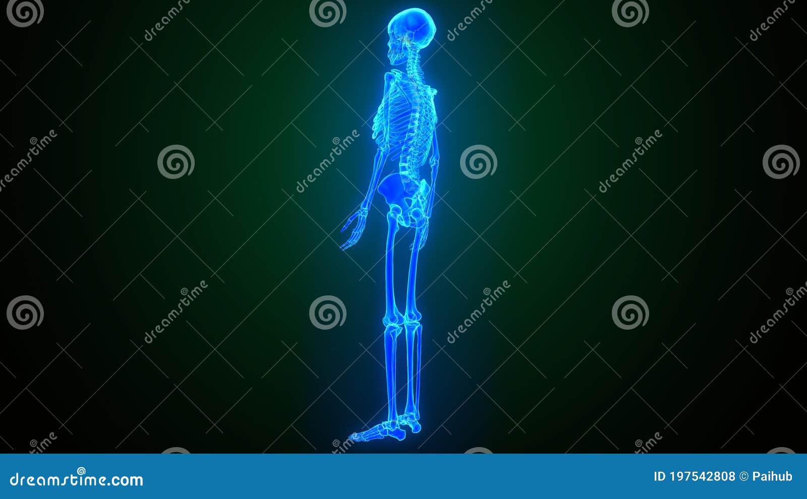 3d Illustration of Human Skeleton Anatomy Stock Illustration ...
