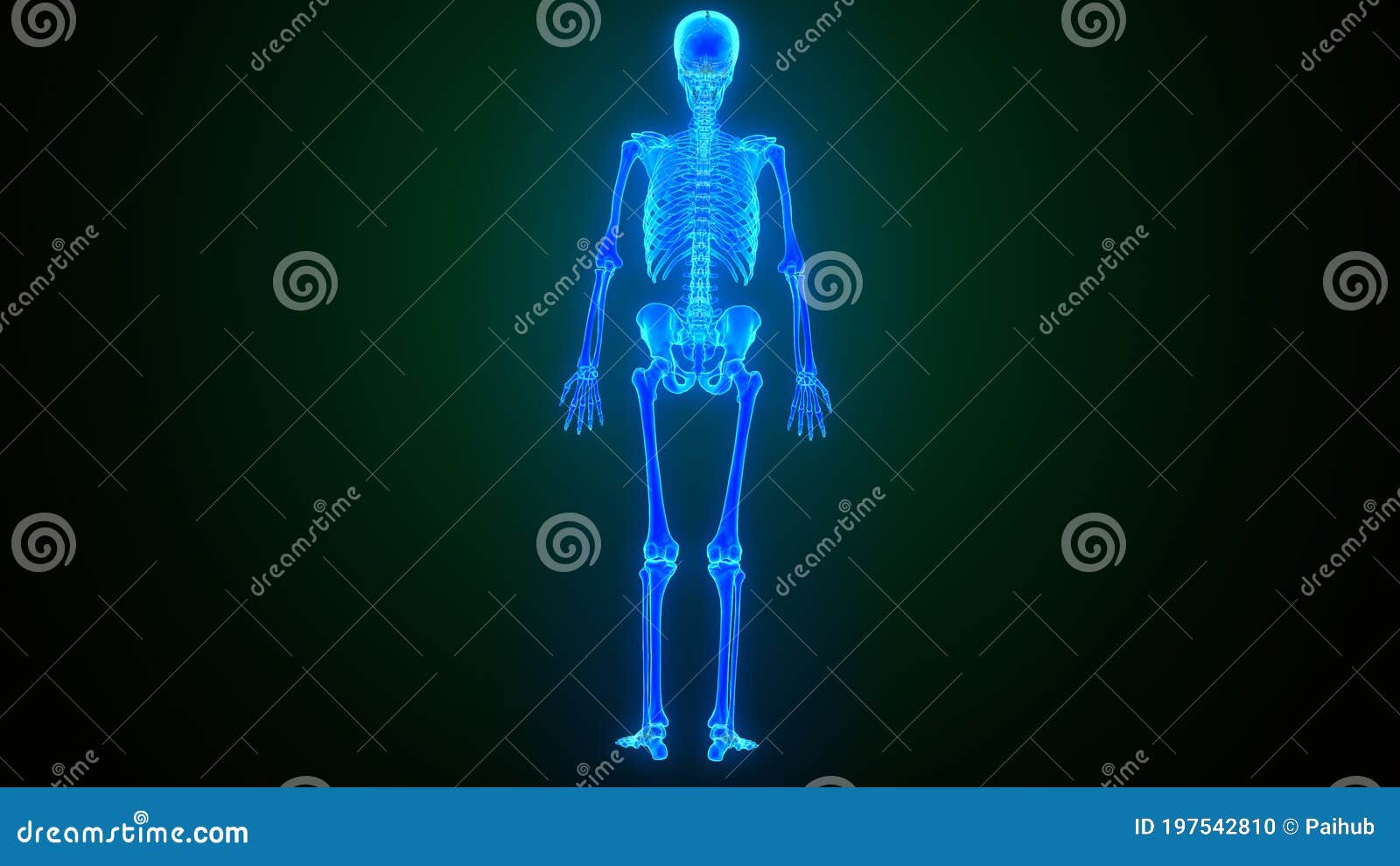 3d Illustration of Human Skeleton Anatomy Stock Illustration ...