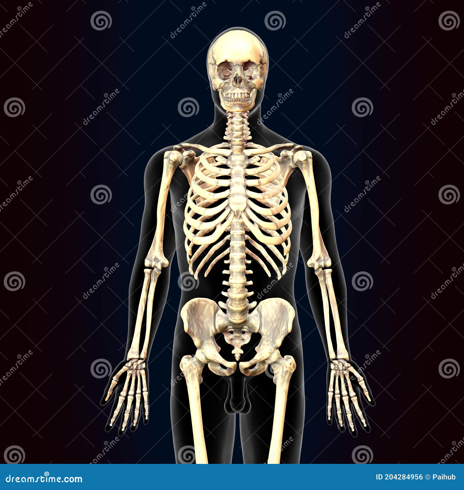 3d Illustration of Human Body Skeleton Anatomy. Stock Illustration ...