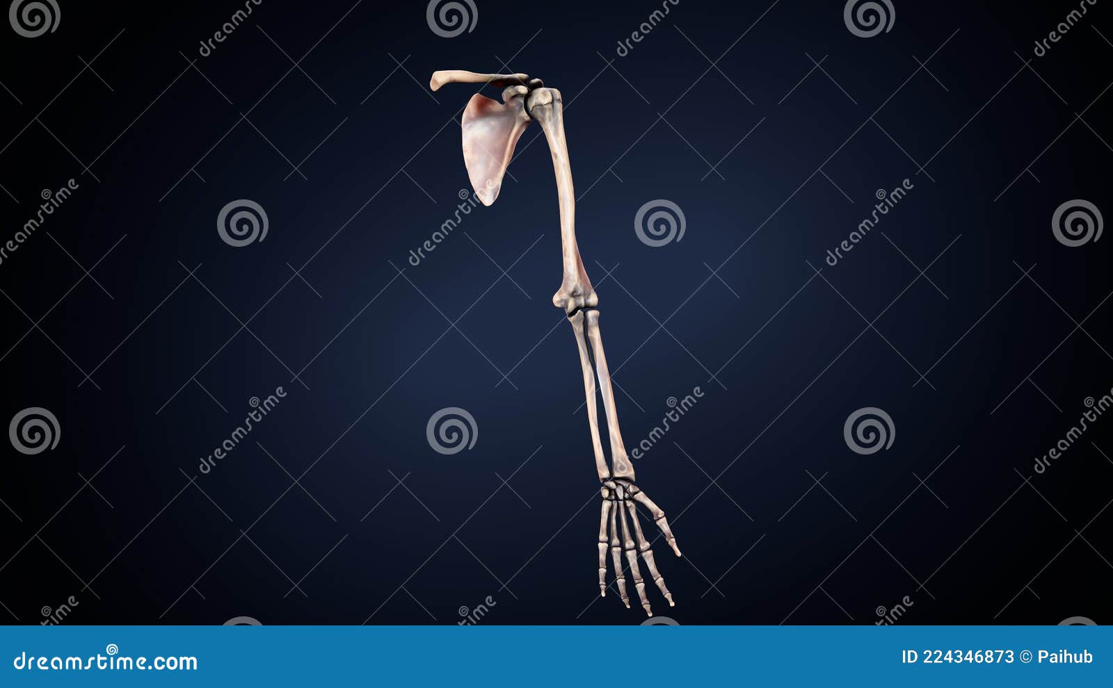 3d Illustration of Human Skeleton Body Parts. Stock Illustration ...