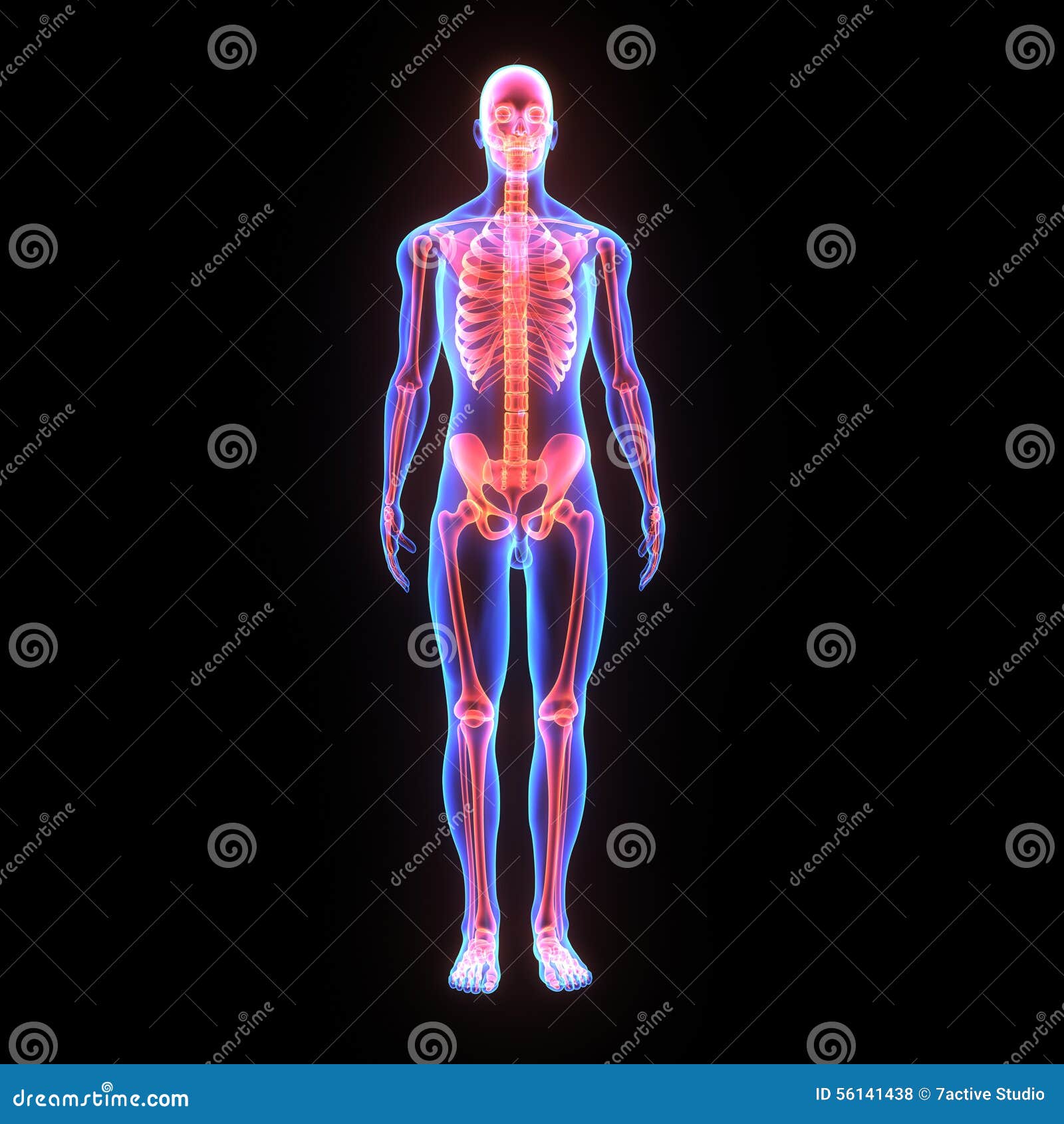 Human Skeleton stock illustration. Illustration of fibula - 56141438