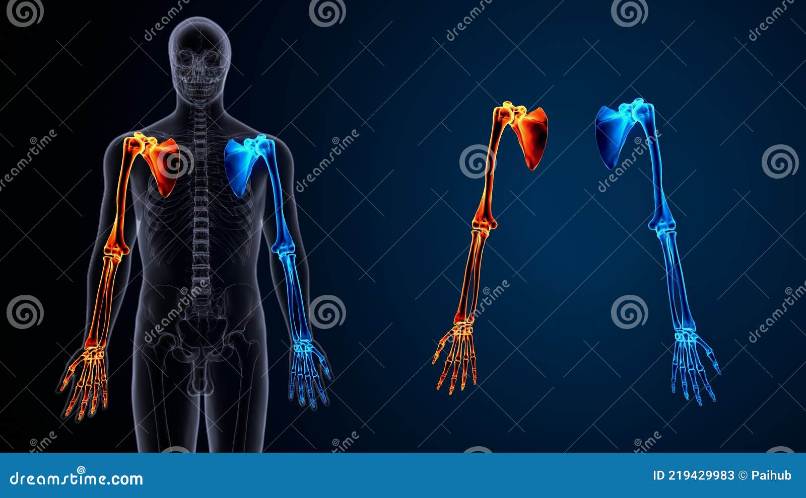 3d Illustration of Human Skeleton Body Parts. Stock Illustration ...