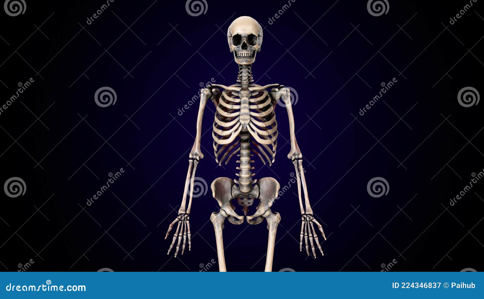 3d Illustration of Human Skeleton Anatomy. Stock Illustration ...