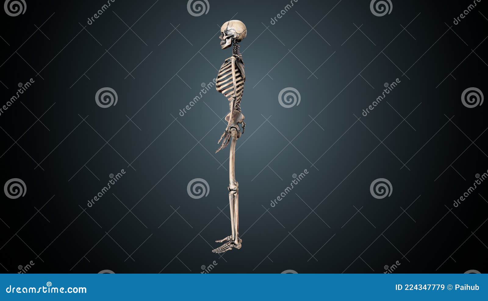 3d Illustration of Human Skeleton Anatomy. Stock Illustration ...