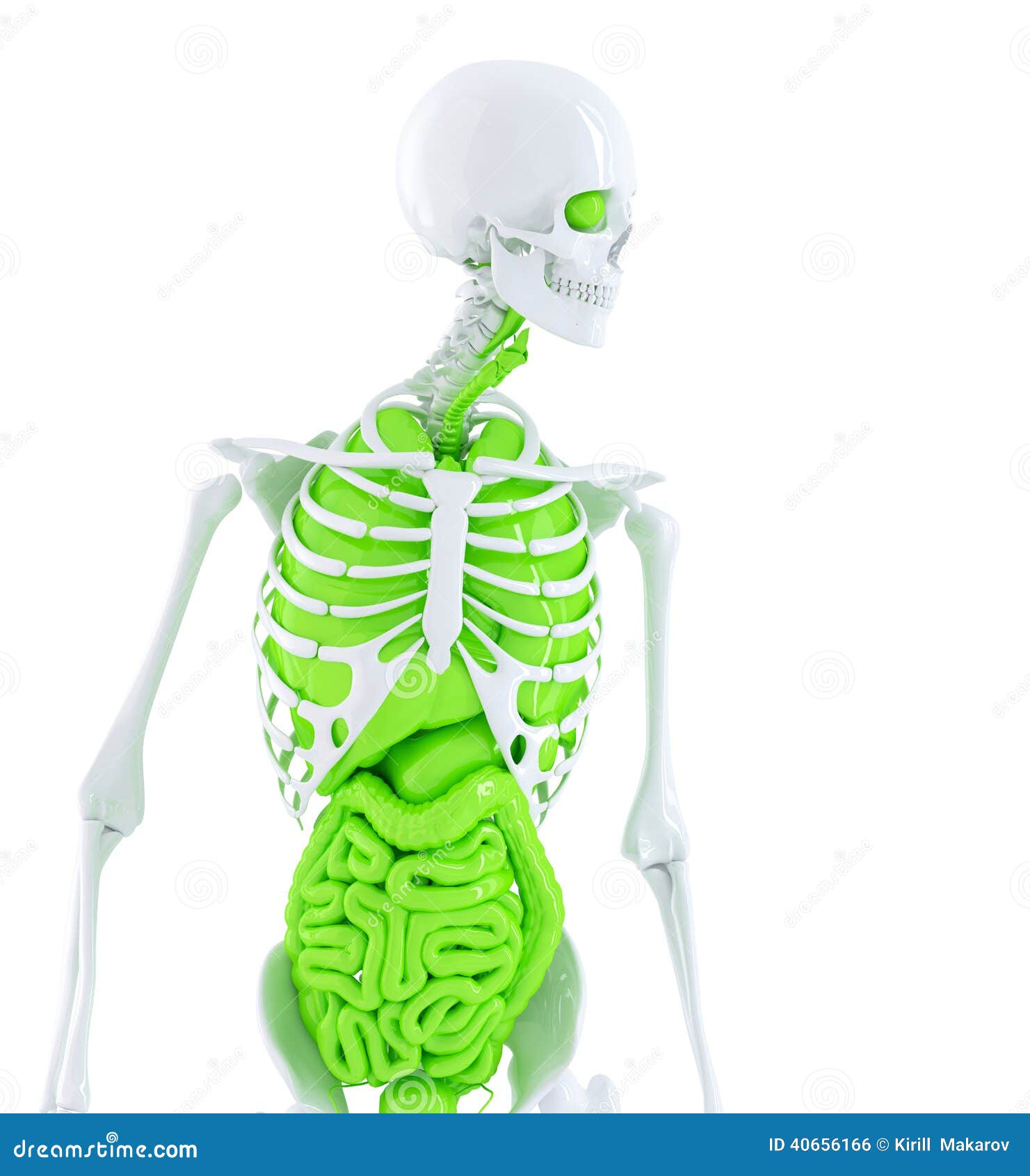 Human Skeleton with Internal Organs. Isolated. Contains Clipping Path ...