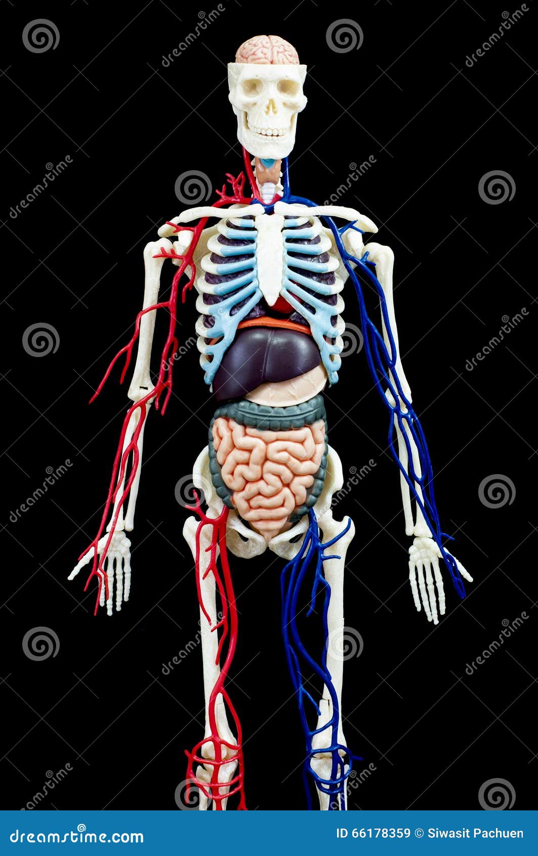 Human Skeleton with Internal Organs Stock Image - Image of care ...