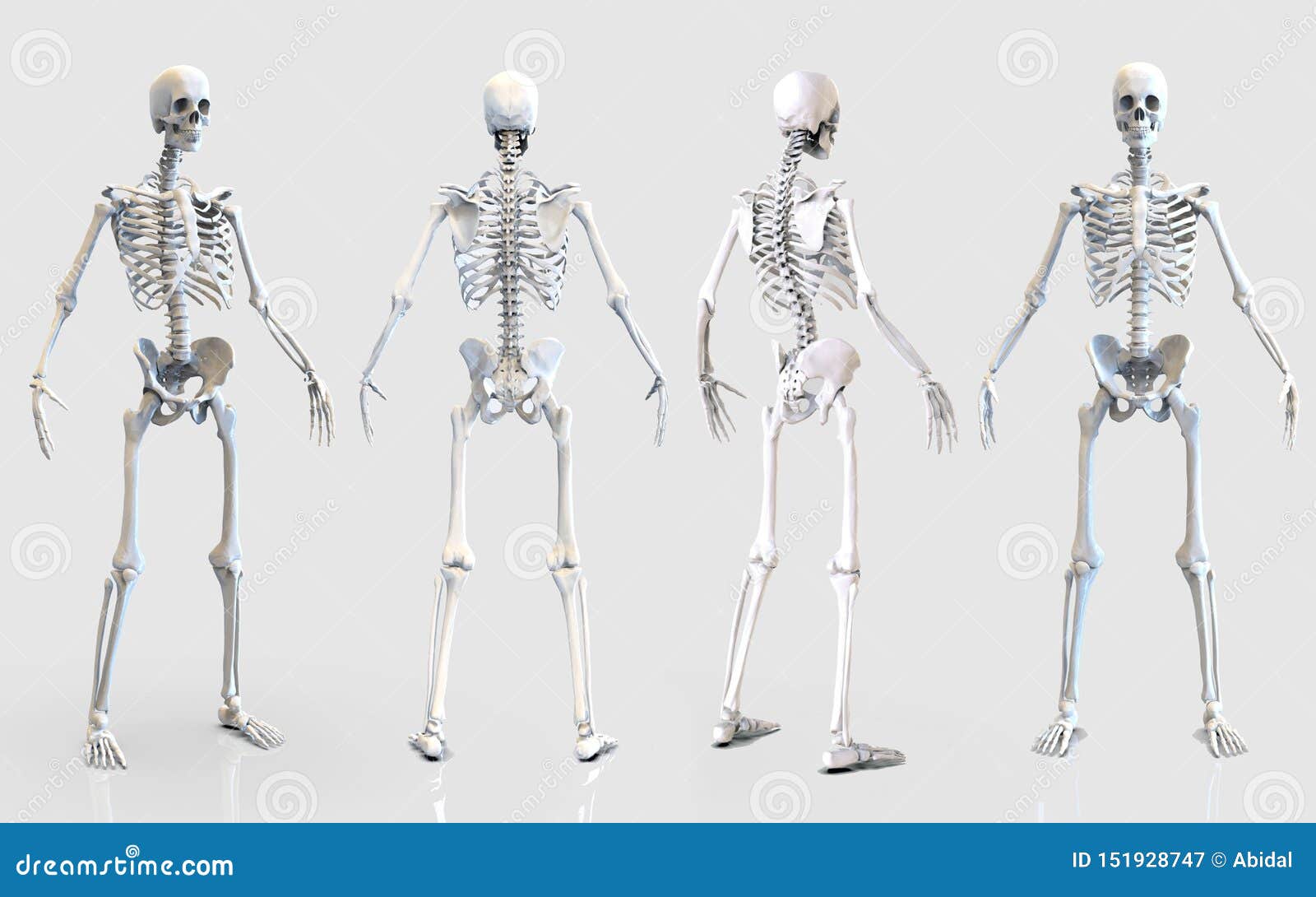 Human Skeleton Isolated in Background , 3d Render Stock Illustration ...