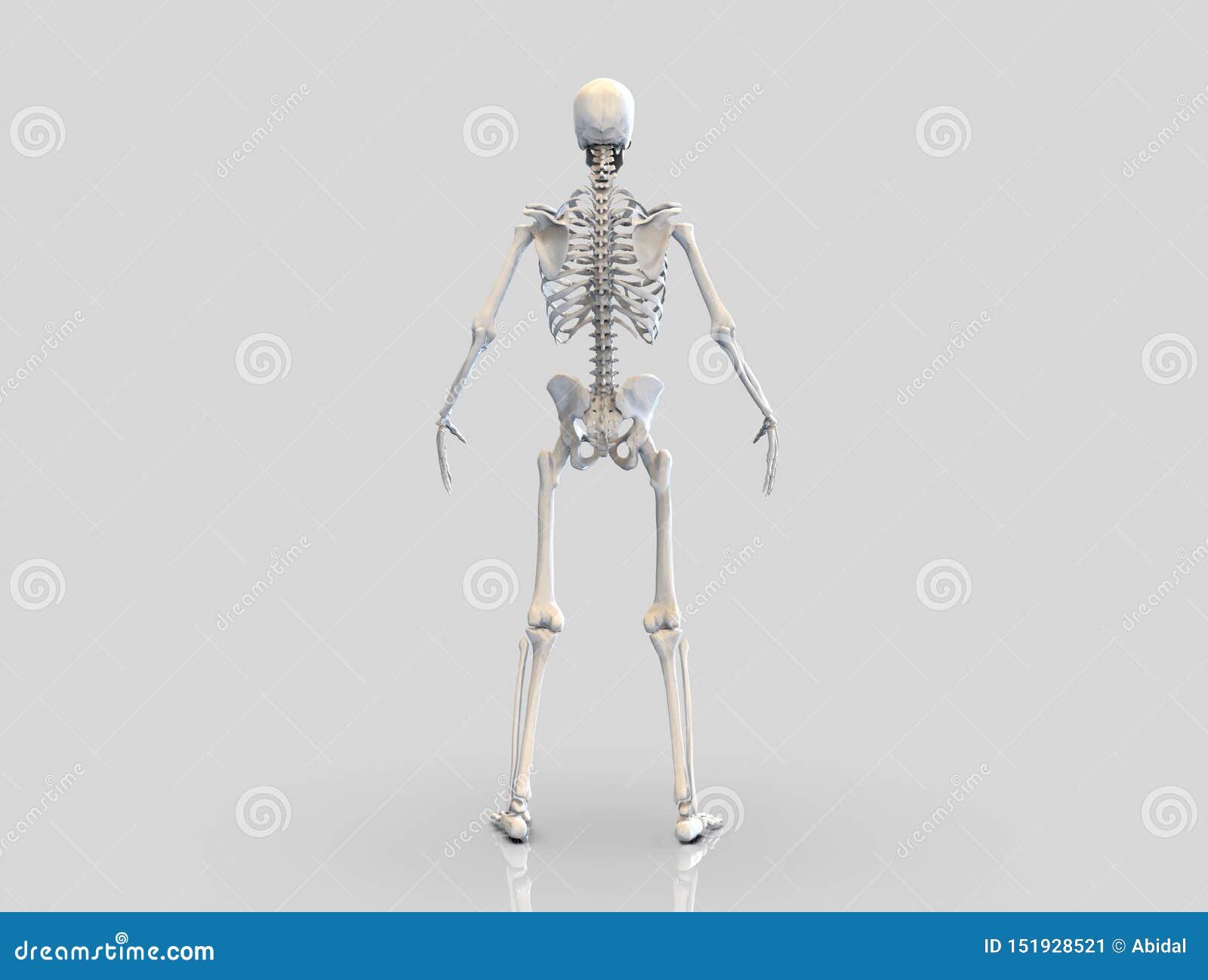 Human Skeleton Isolated in Background , 3d Render Stock Illustration ...