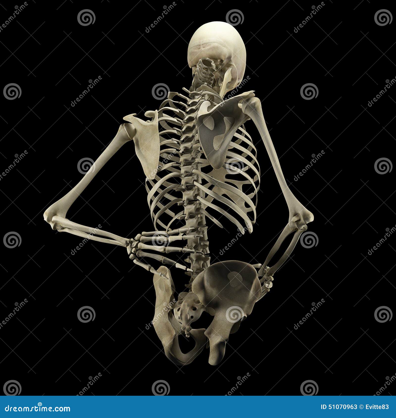 Human Skeleton Isolated on Black Background Stock Illustration ...