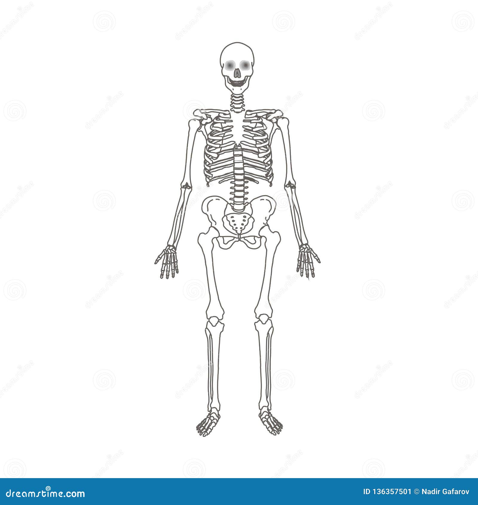 Human Skeleton Isolated Flat Vector Illustration Stock Vector ...