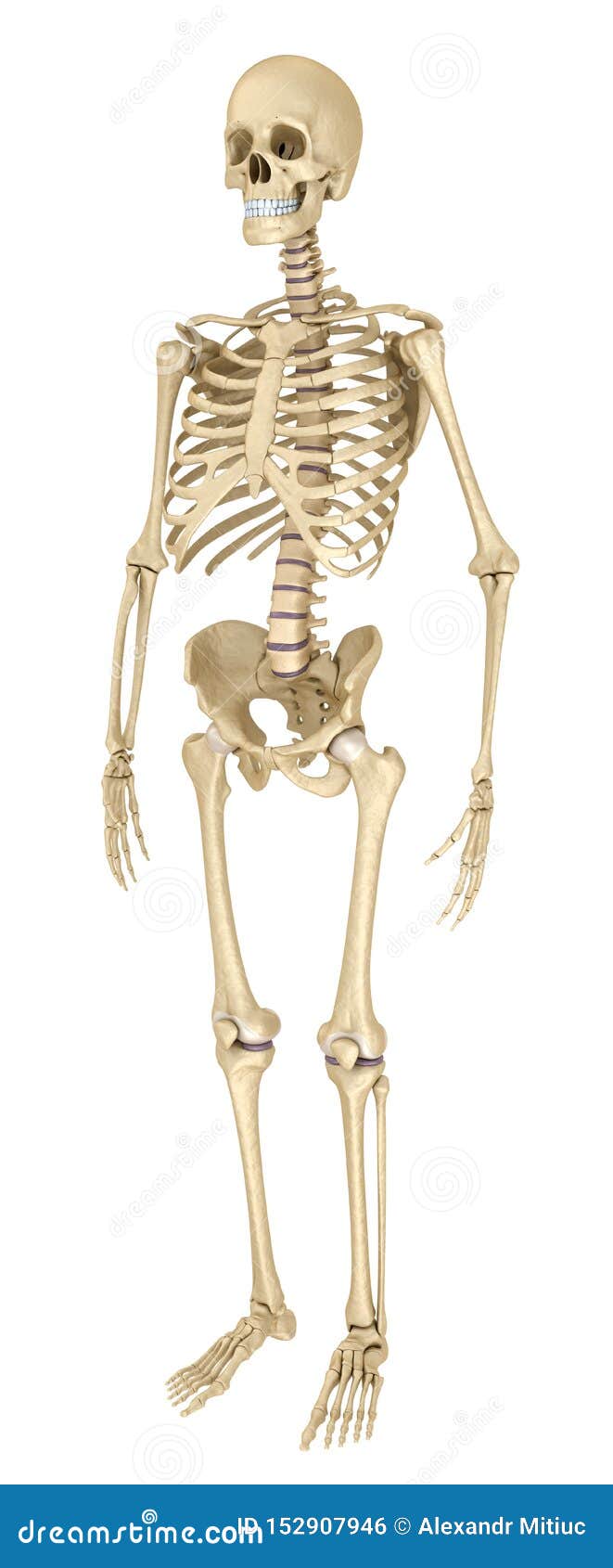 Human skeleton isolated stock illustration. Illustration of backbone ...