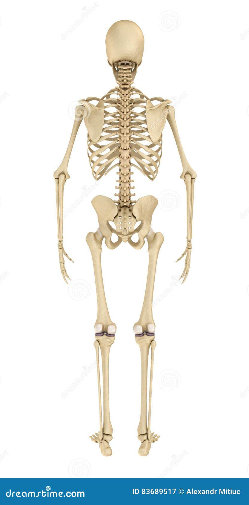 Human skeleton isolated stock illustration. Illustration of bone - 83689517
