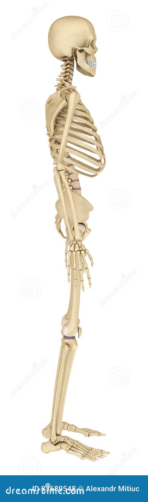 Human skeleton isolated stock illustration. Illustration of medicine ...
