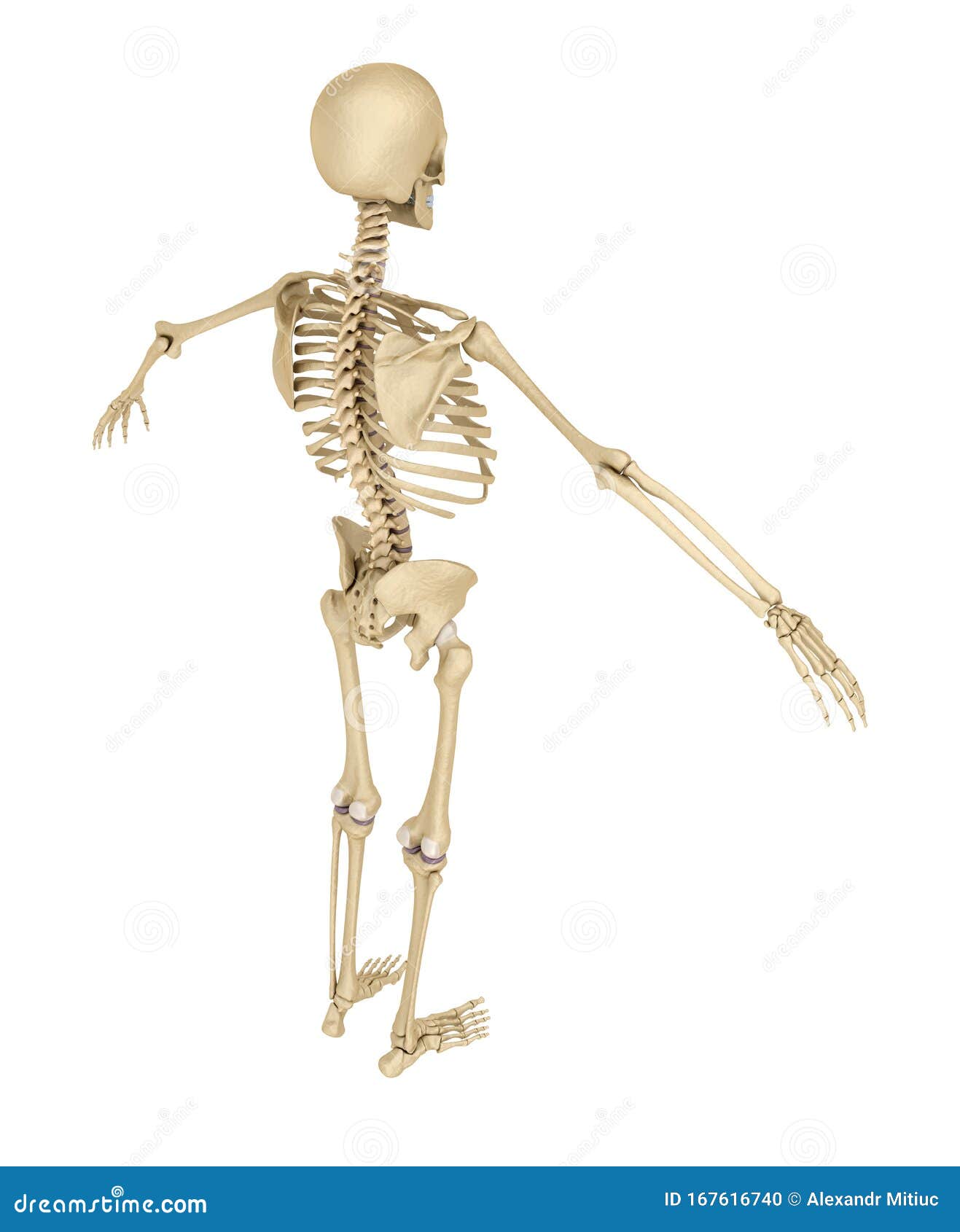 Human Skeleton Isolated , Medically Accurate Illustration Stock ...
